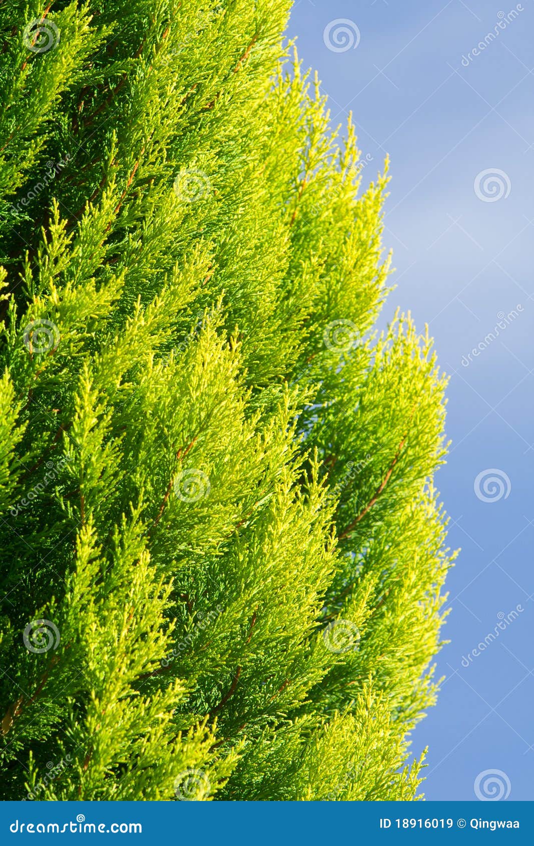 Colorful Arborvitae Evergreen Shrub Isolated Blue Stock Image - Image ...