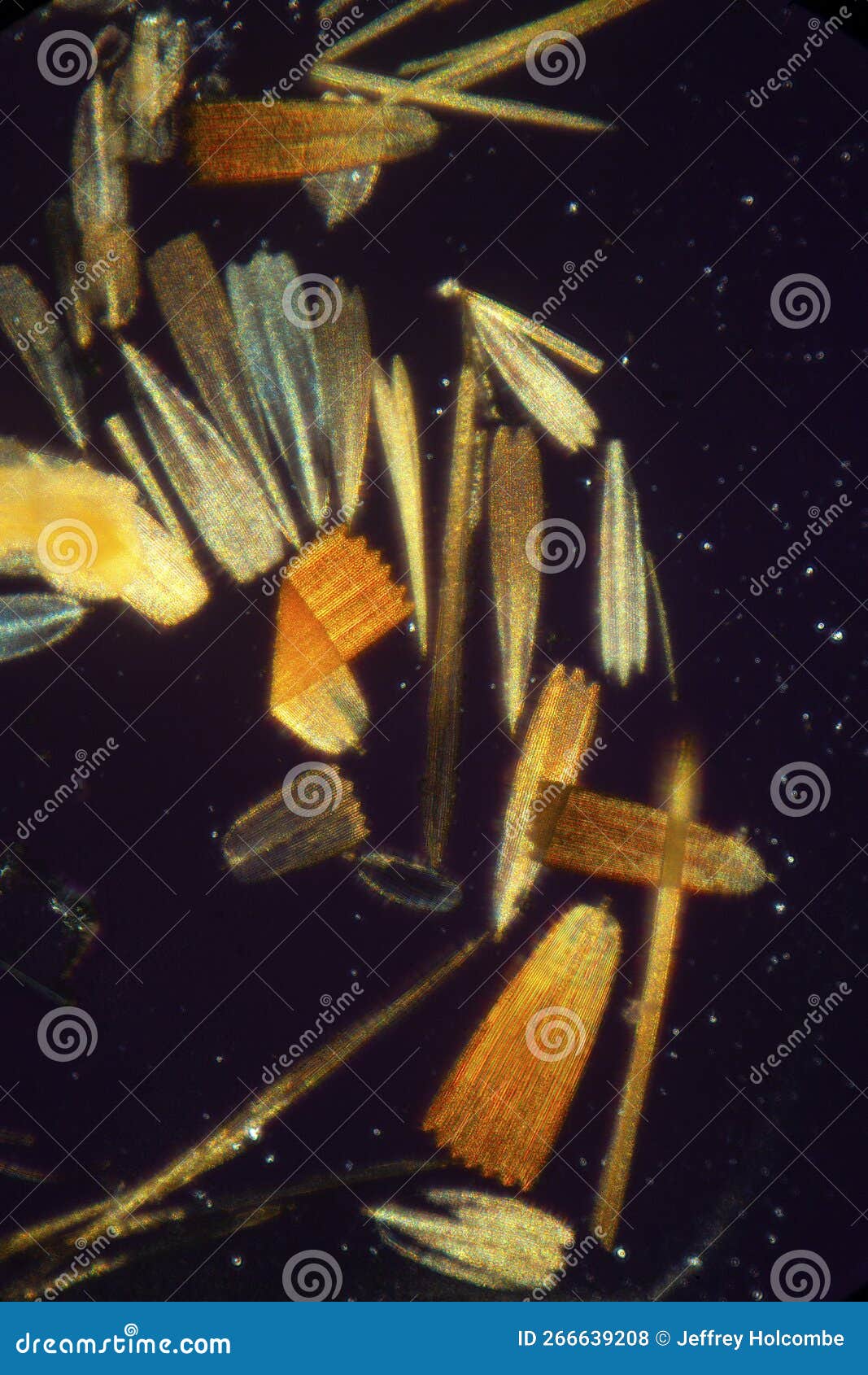 Bright Abstract Micrograph of Dramatic Scales from a Moth Wing Stock ...