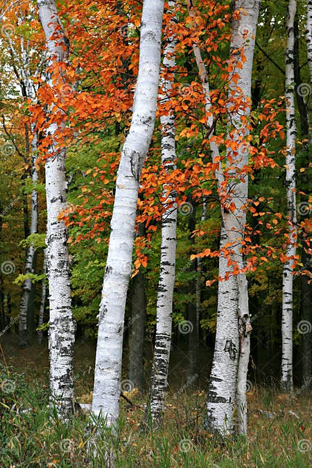 Colorful Aspen Birch Tree stock photo. Image of scenic - 6715184