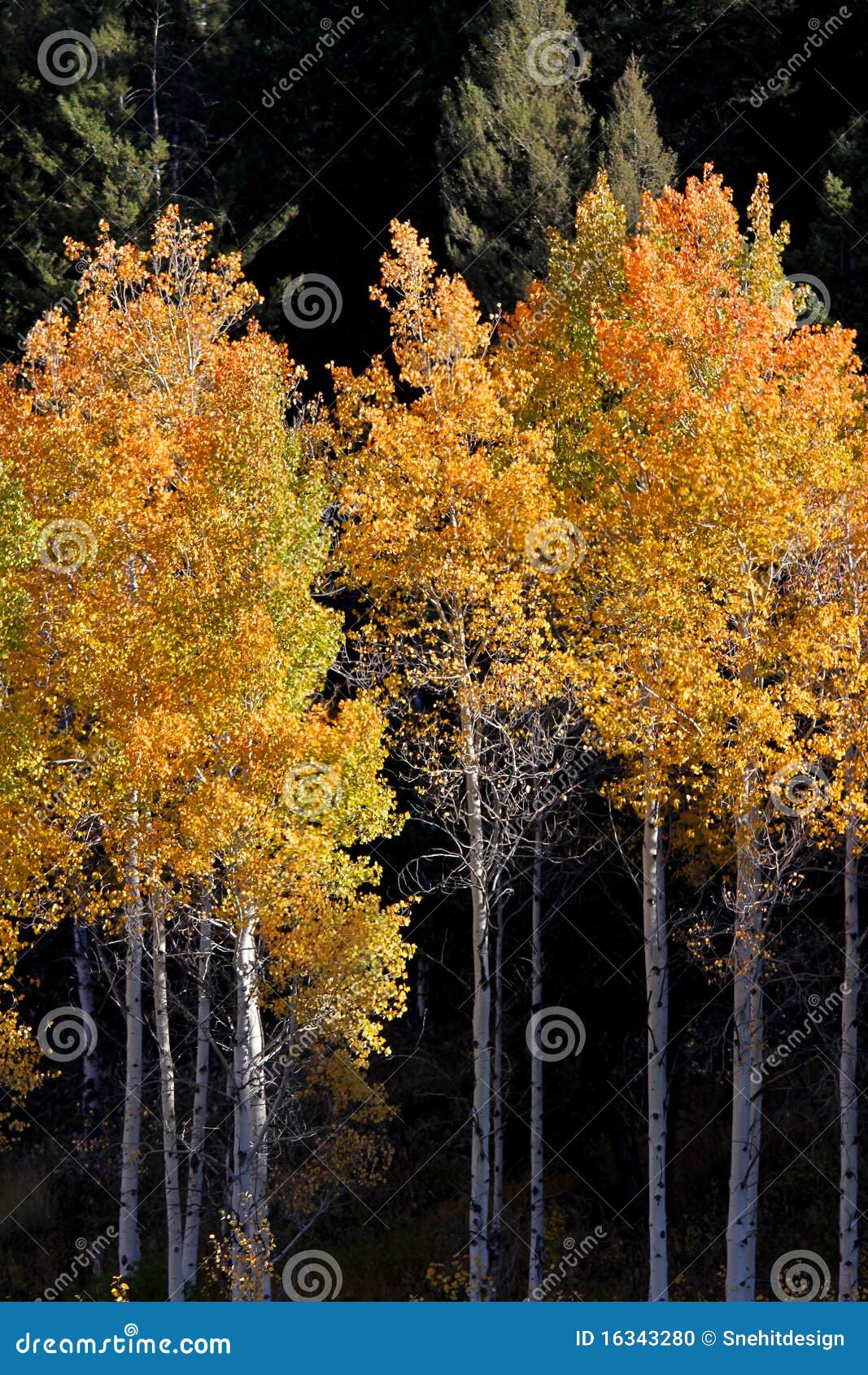 Colorful Aspen trees stock photo. Image of autumn, season - 16343280