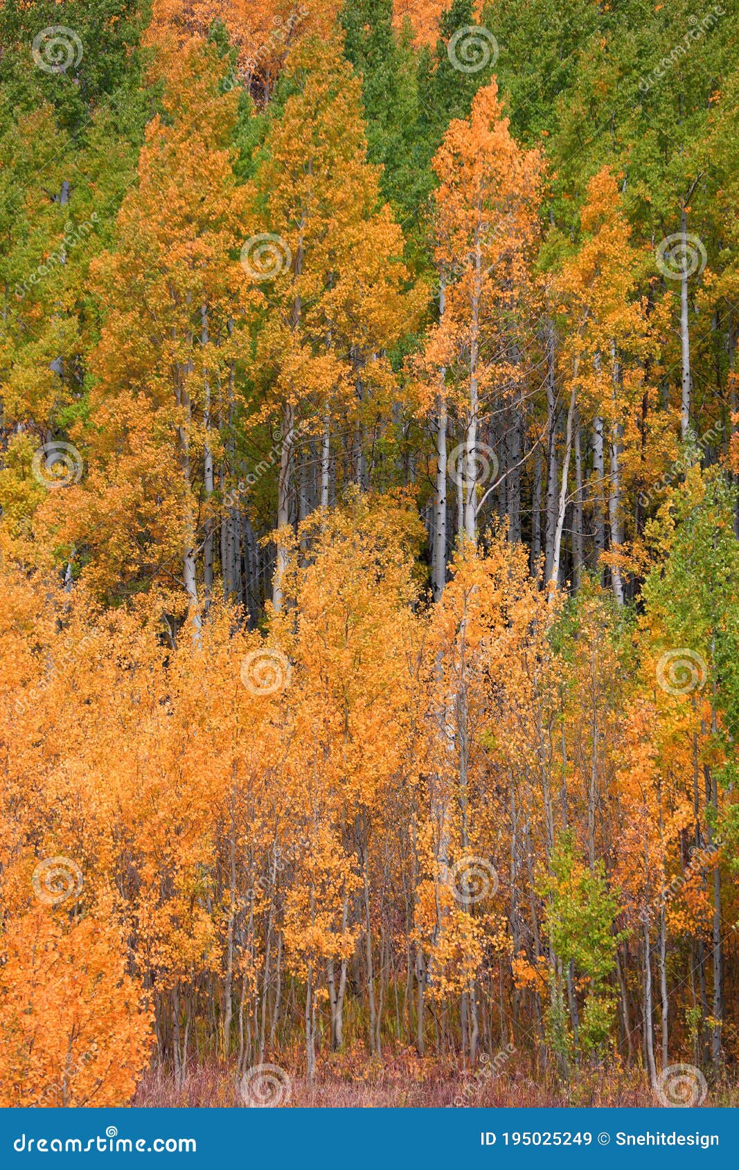 Colorful Aspen Trees in Autumn Time Stock Image - Image of park ...