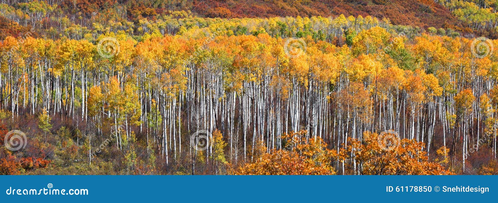 Colorful Aspen trees stock photo. Image of landscape - 61178850