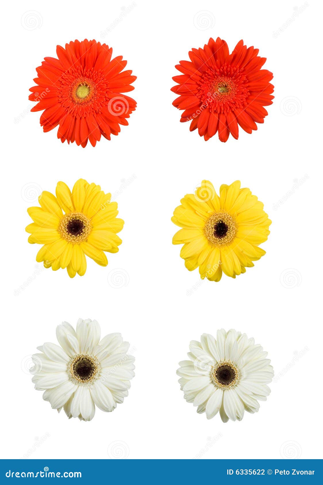 Colorful assorted daisies stock photo. Image of blooming - 6335622