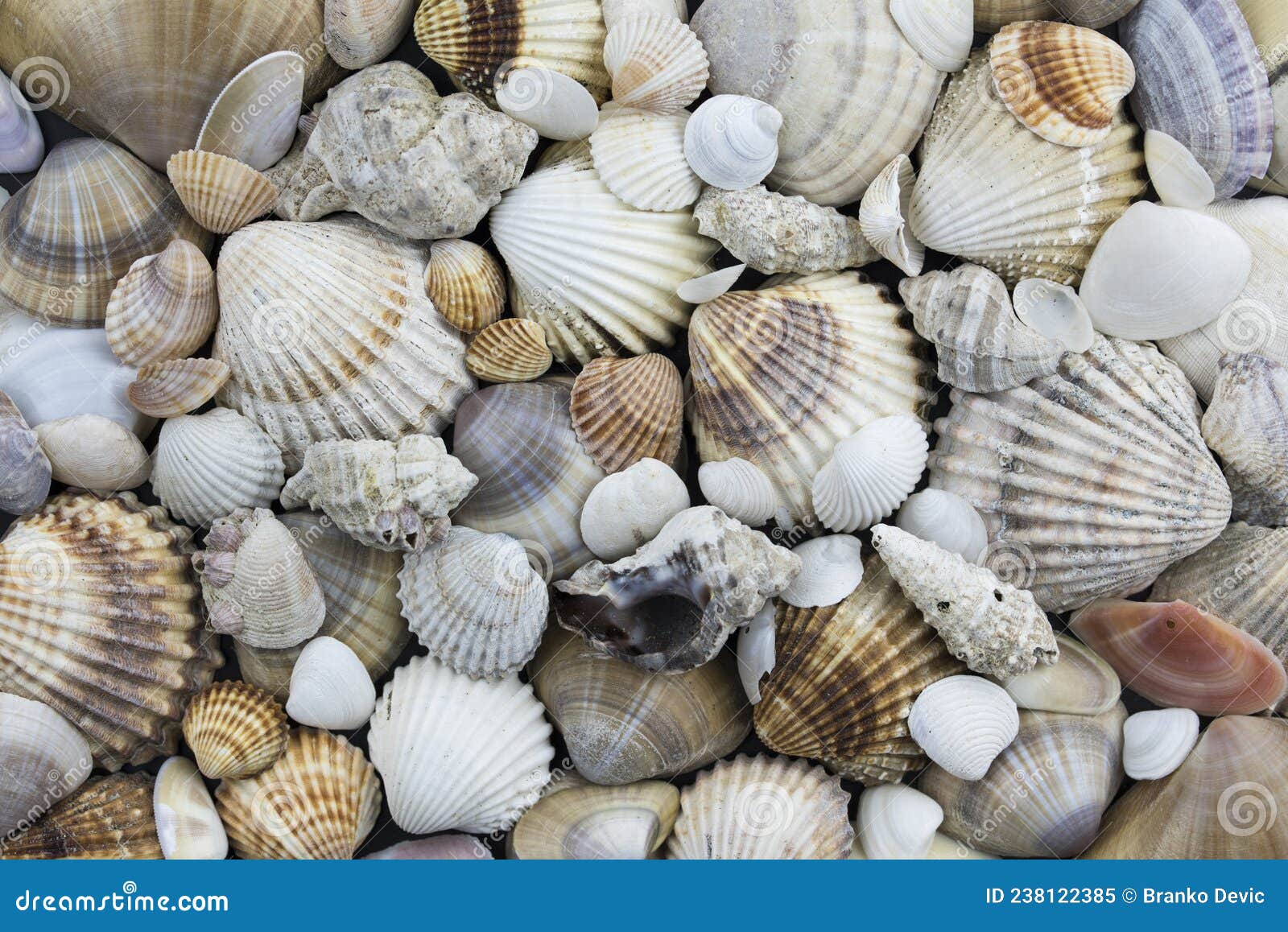 Assorted Sea Shells. Panels Made of Various Shells Stock Image - Image ...