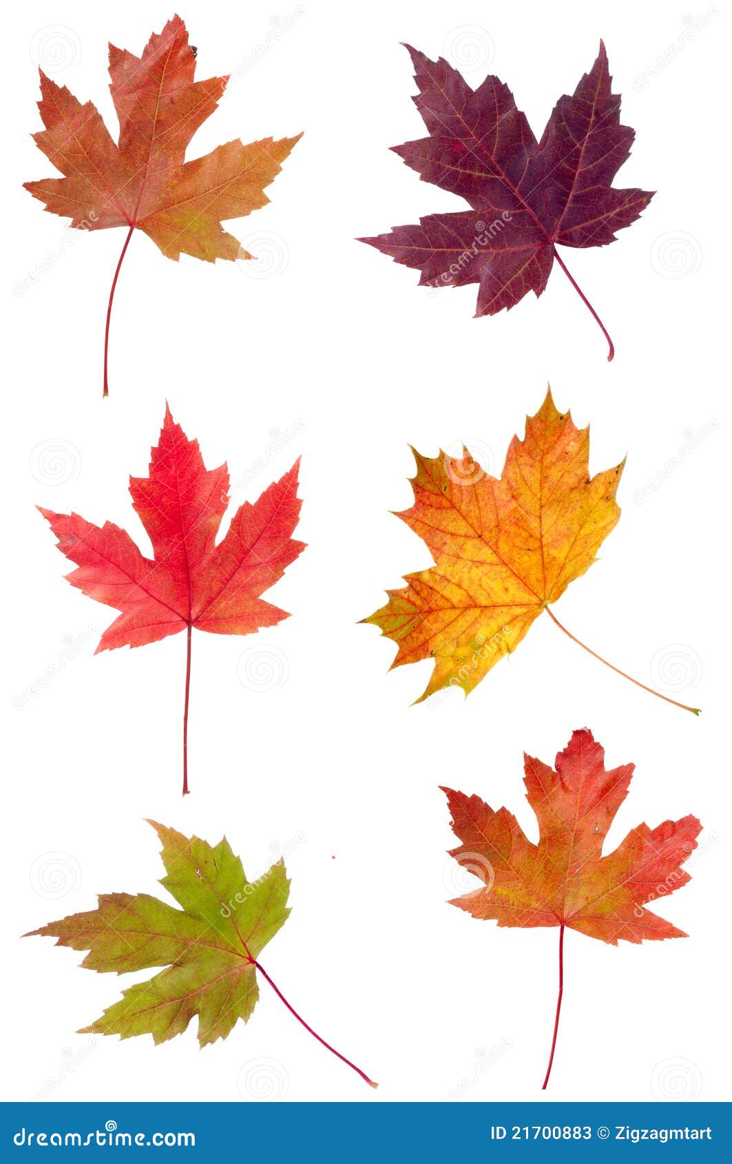 Colorful Assortment of Maple Leaves Stock Image - Image of fall ...