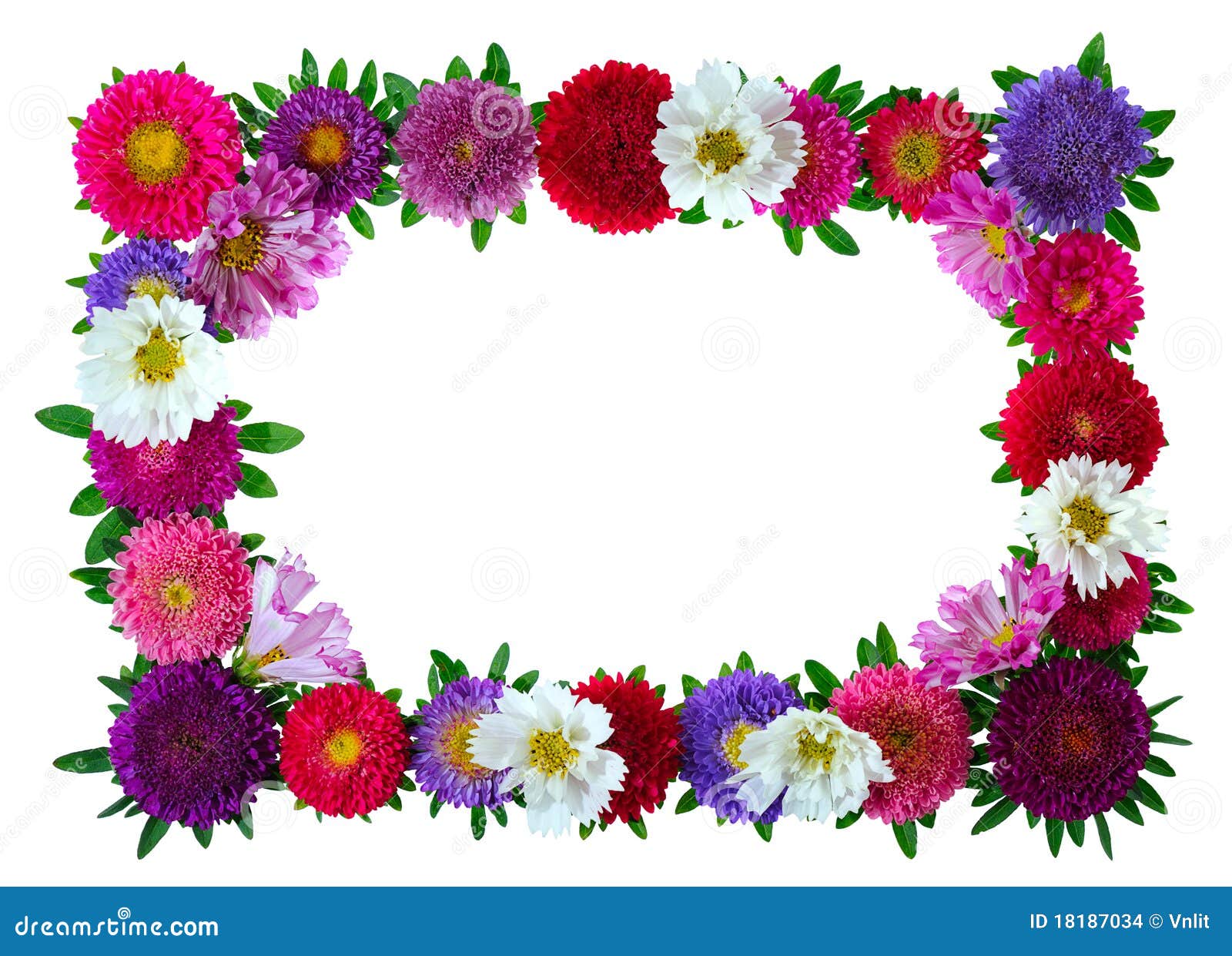 Colorful Aster Floral Frame Stock Photo - Image of purple, card: 18187034