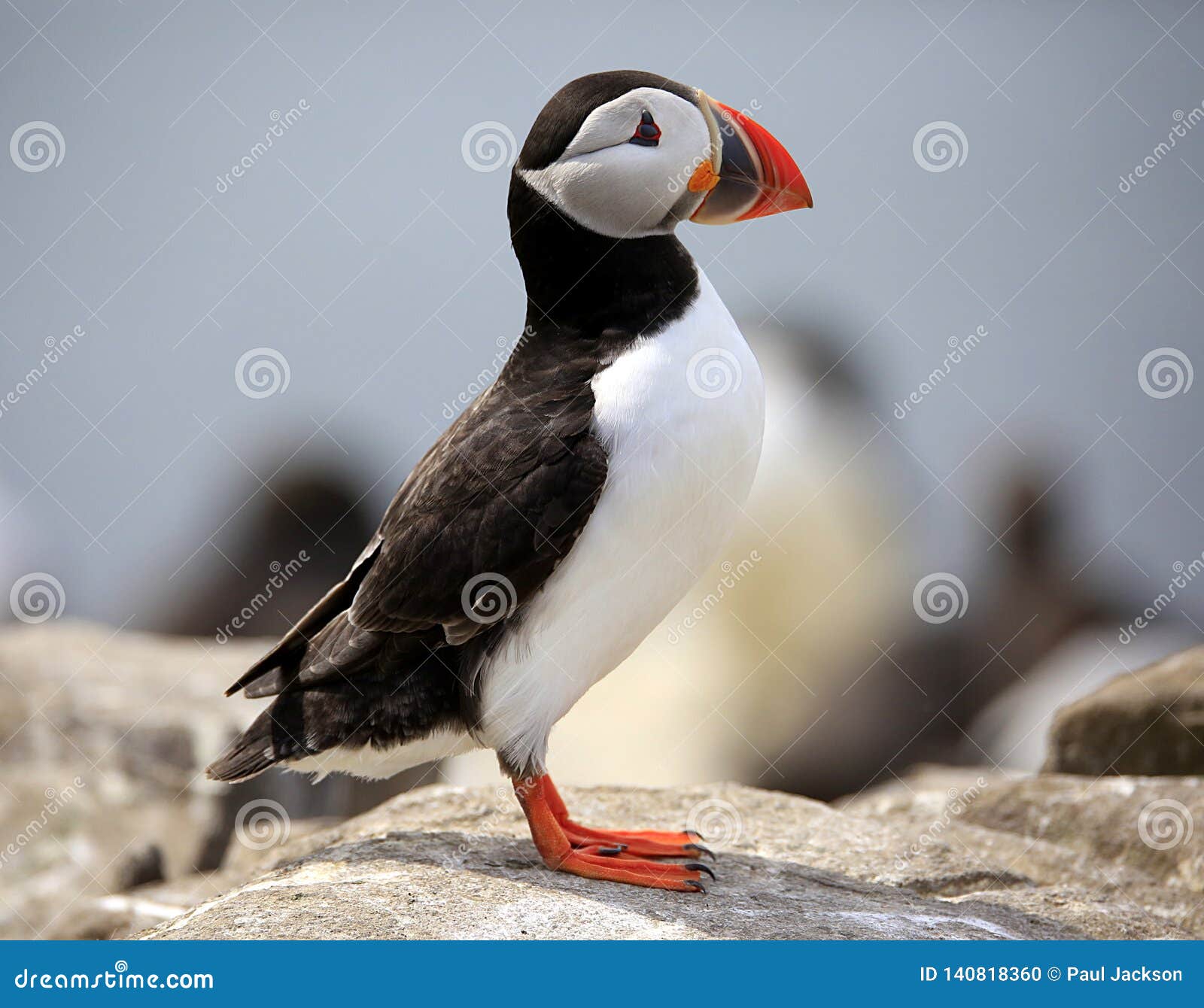 The Colorful Atlantic Puffin with Its Recognizable Beak Stock Photo ...