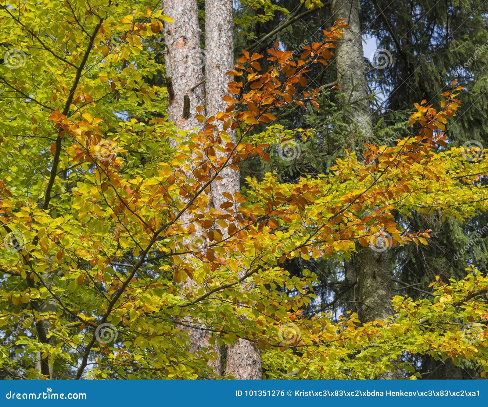 Colorful Autumn Beech Tree Branch and Leaves in Forest Nature Ba Stock ...