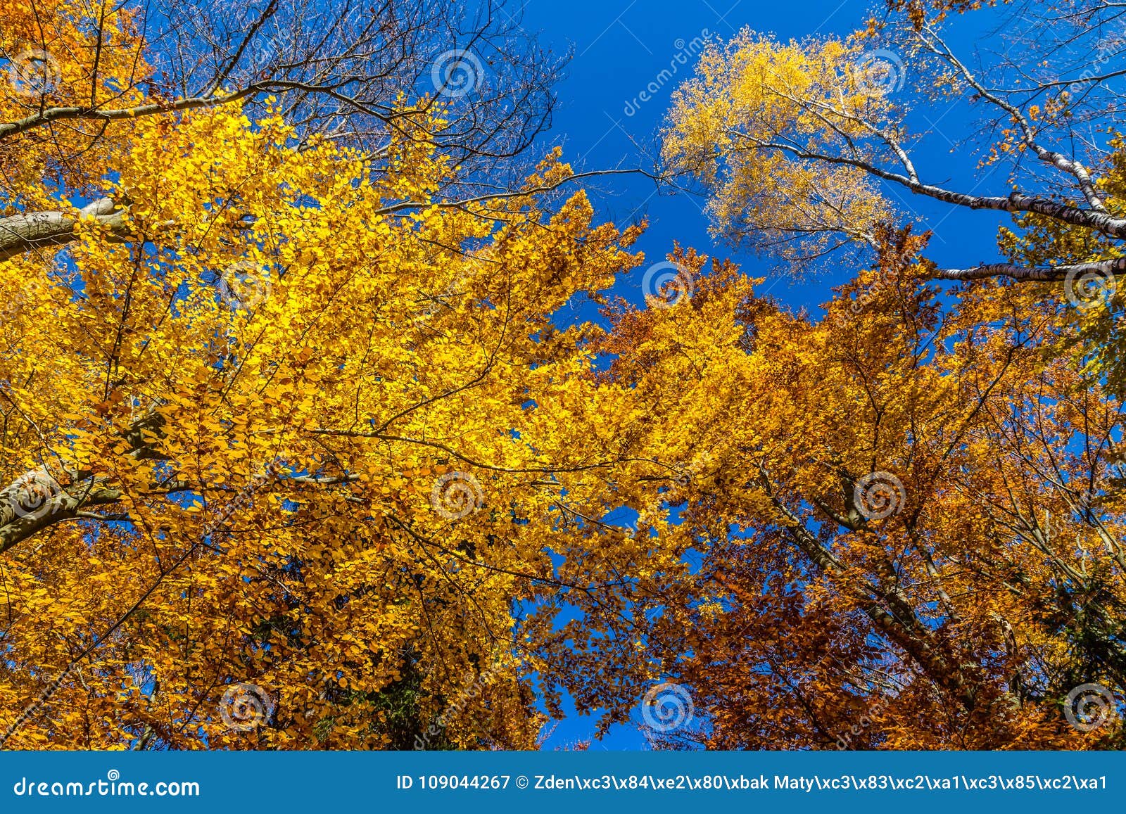 Colorful Autumn in Voderady Beechwood, Czechia Stock Image - Image of ...