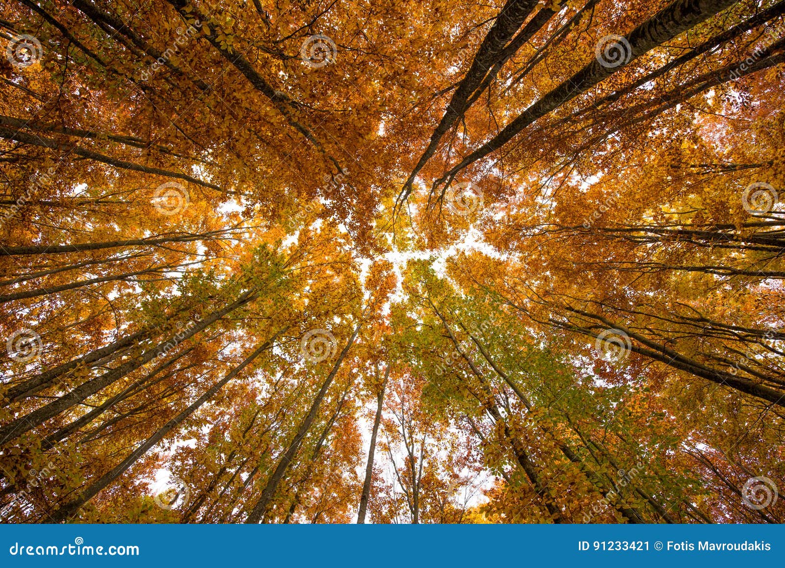 Autumn Sun Through The Canopy Of Tall Trees. Sunlight Through The Crown ...