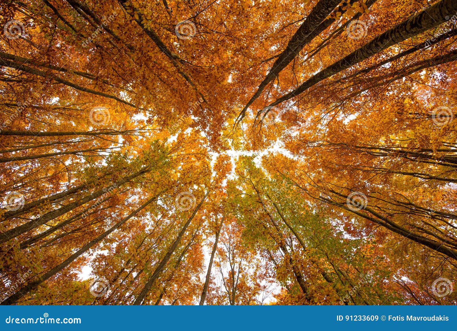 Colorful autumn canopy stock image. Image of foggy, dreams - 91233609