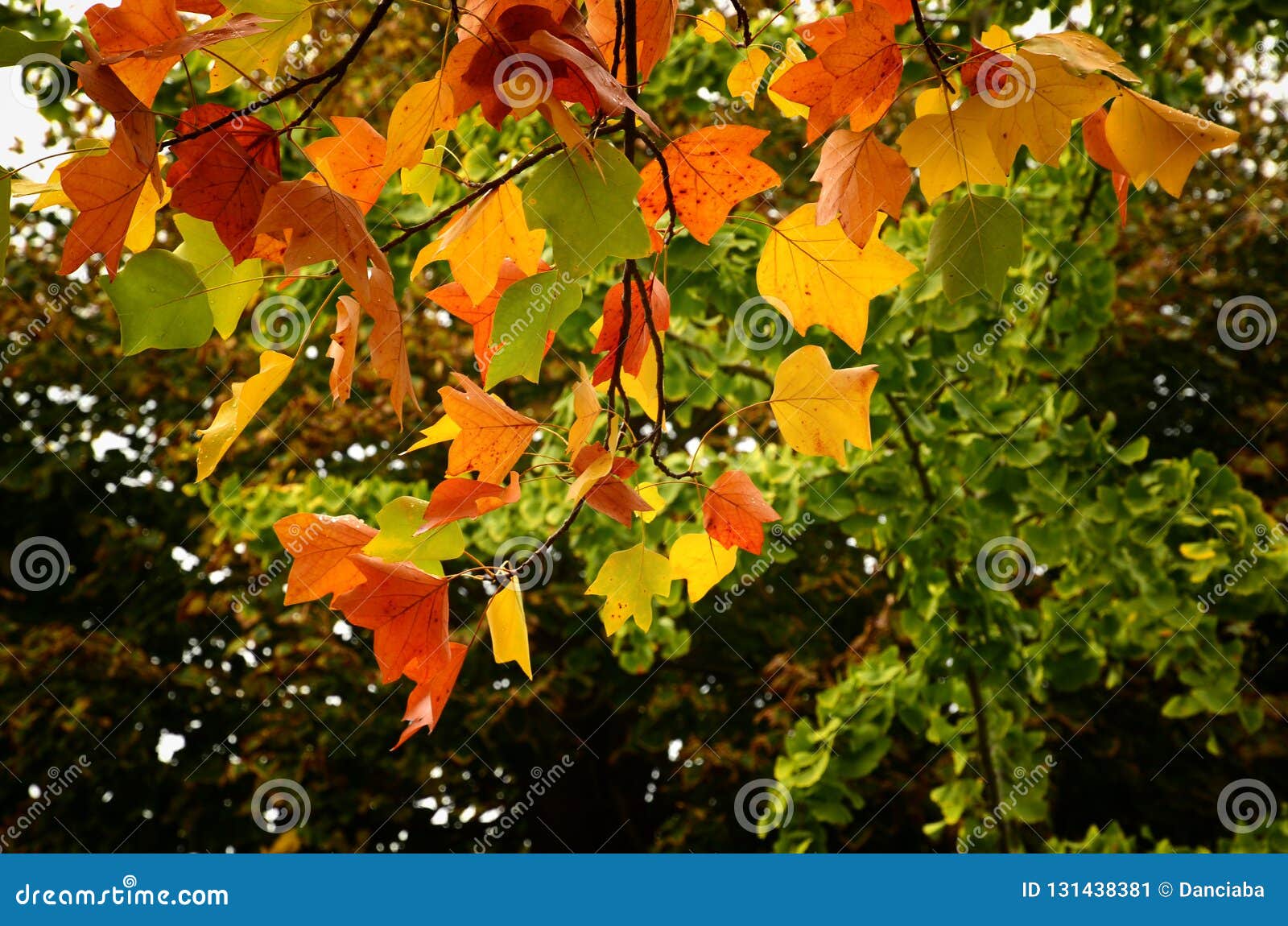 The Colorful Autumn. Colored Leaves on Tree in October Stock Image ...