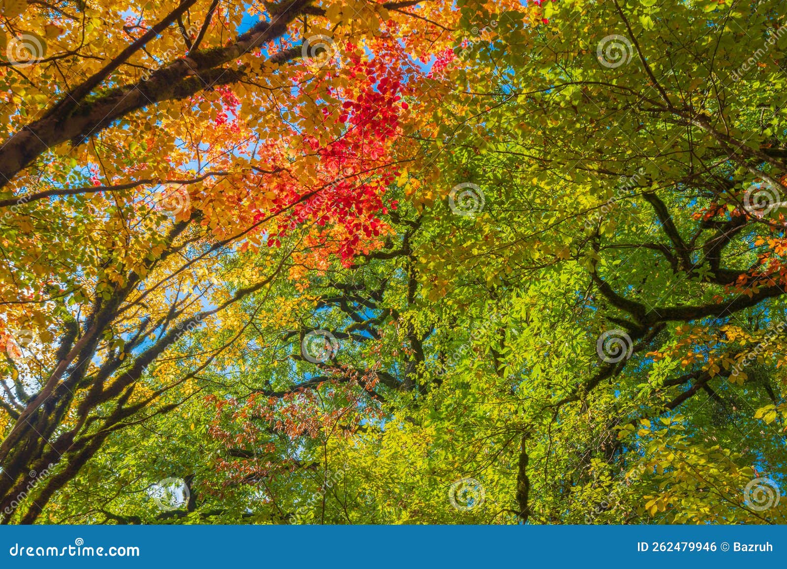 Colorful Autumn Deciduous Forest Scenery. Nature Scene Stock Photo ...