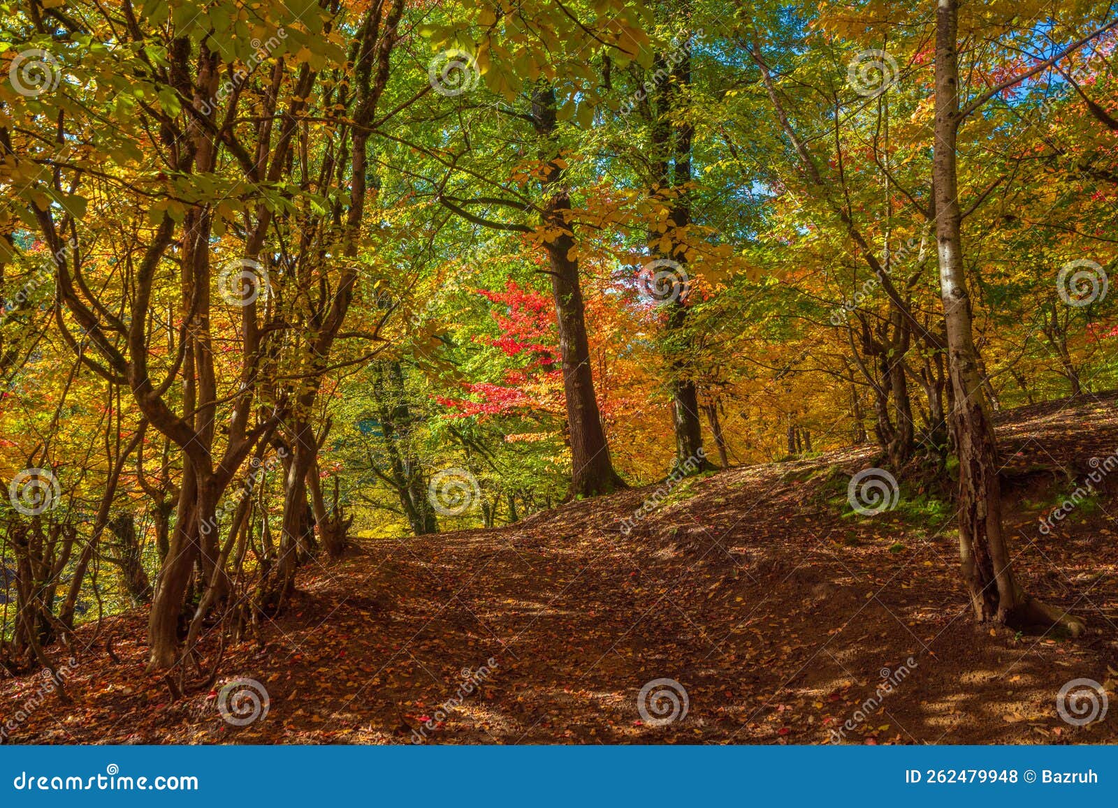 Colorful Autumn Deciduous Forest Scenery at Sunny Cloudless Day Stock ...