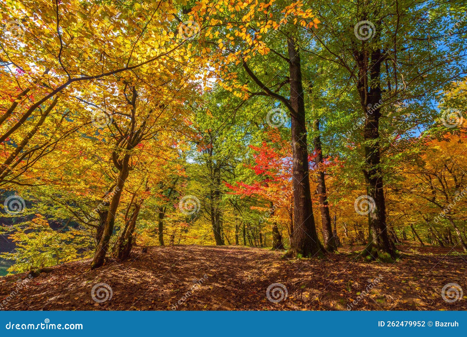 Colorful Autumn Deciduous Forest Scenery at Sunny Cloudless Day Stock ...