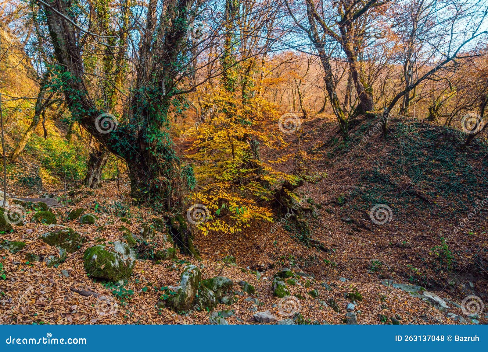 Colorful Autumn Deciduous Forest Scenery. Nature Wallpaper Stock Photo ...