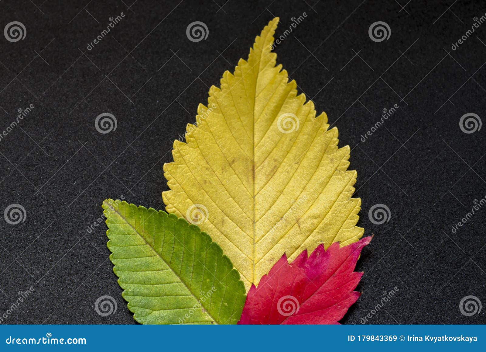 Colorful Autumn Elm Tree Leaves on Black Background Stock Image - Image ...