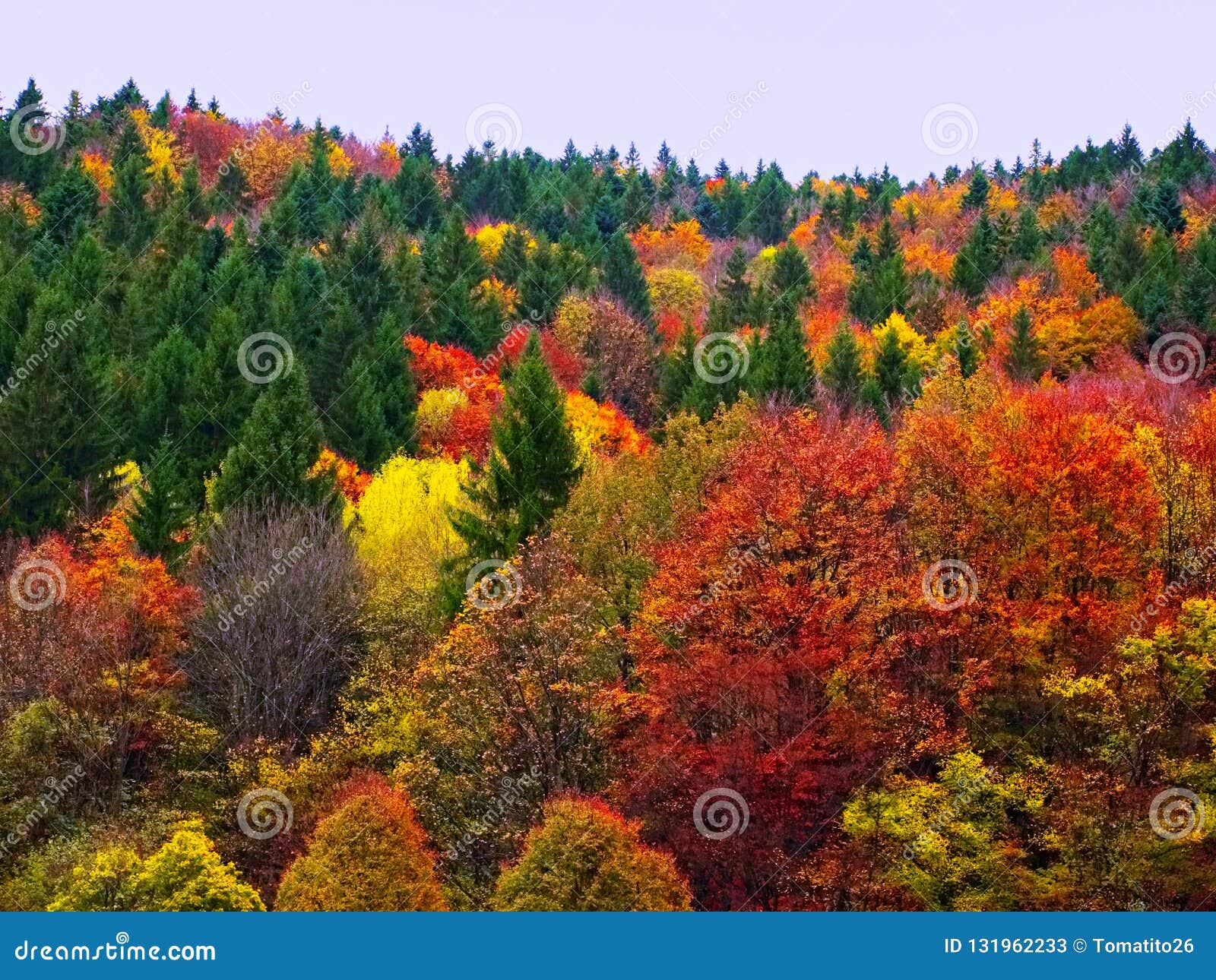 Colorful Autumn Fall Forest Trees Landscape Stock Image - Image of ...
