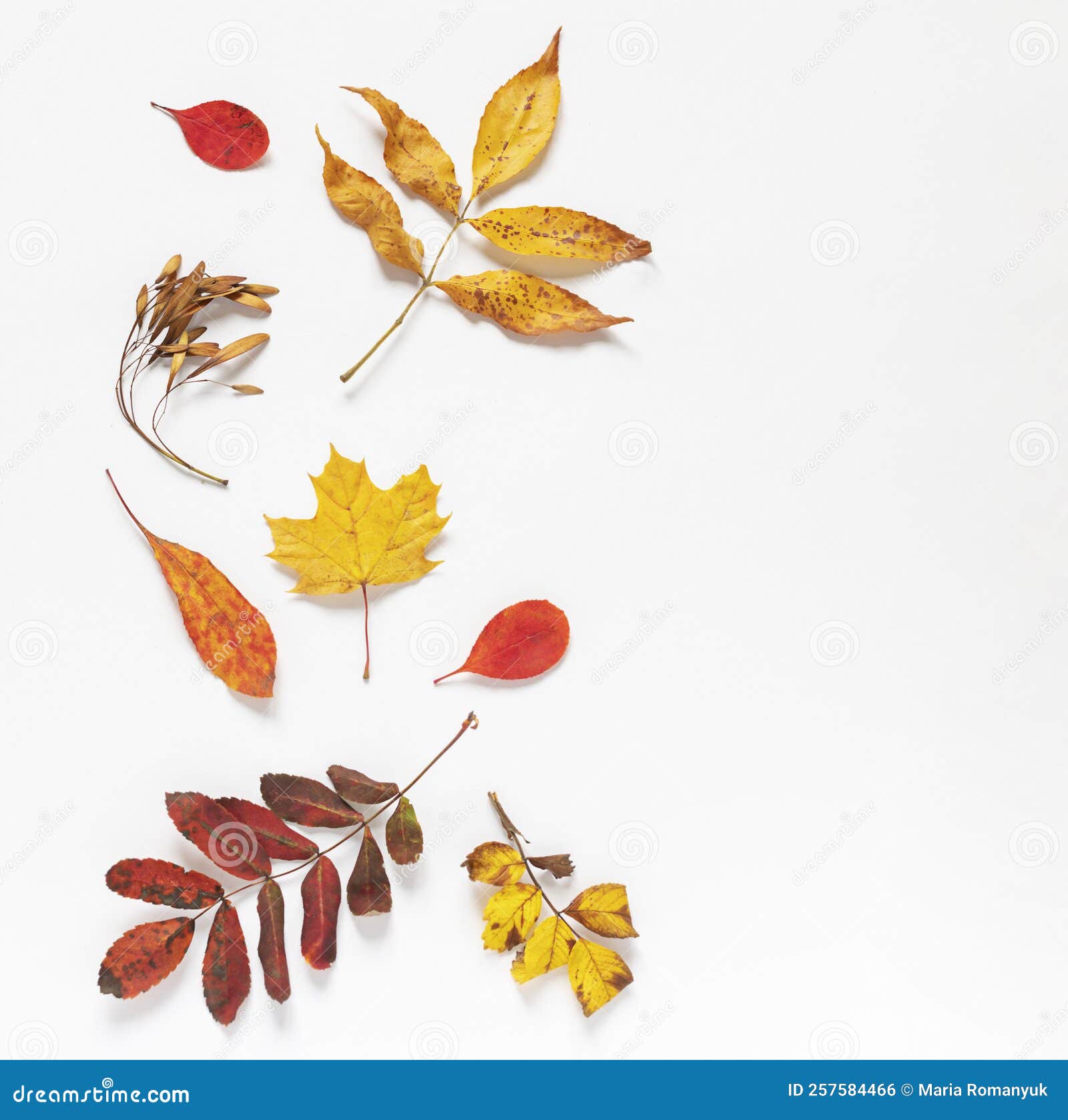 Colorful Autumn Fall Leaves Frame on the White Background. Stock Photo ...