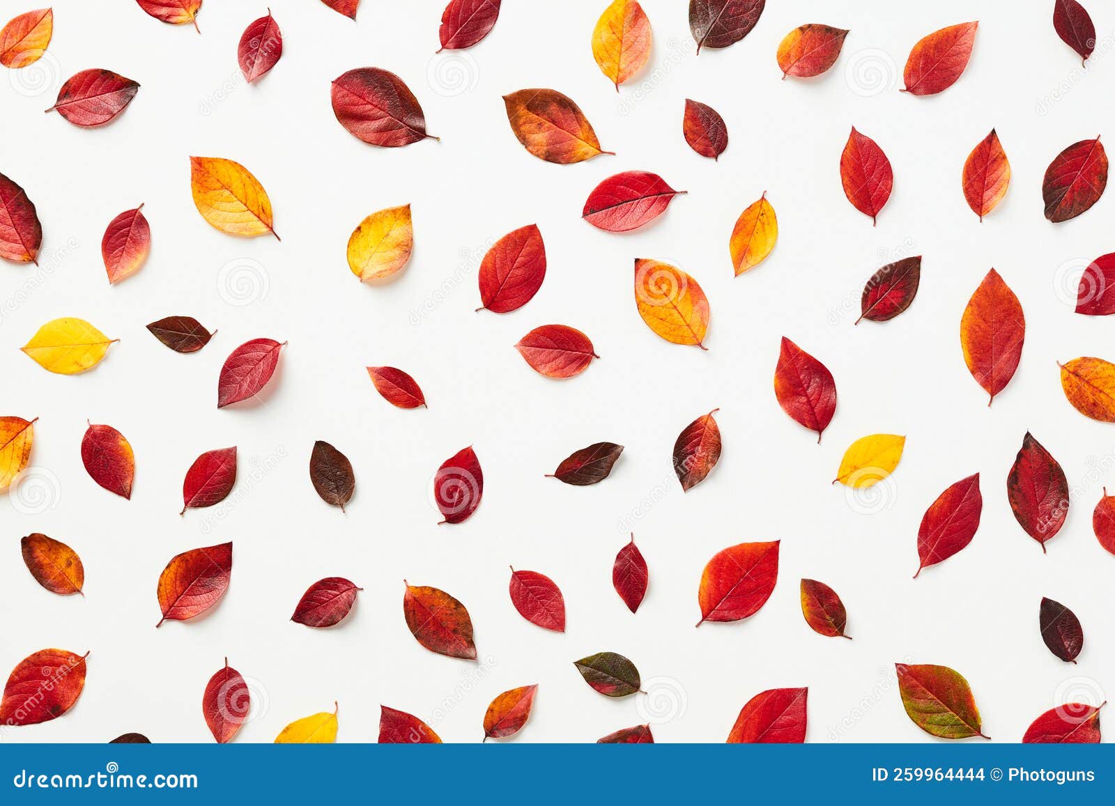 Colorful Autumn Fall Leaves Pattern Isolated on White Background Stock ... Colorful Autumn Fall Leaves Pattern Isolated on White Background Stock ...