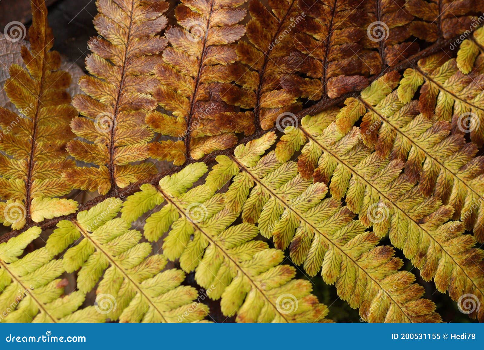 Colorful autumn fern leaf stock image. Image of brown - 200531155