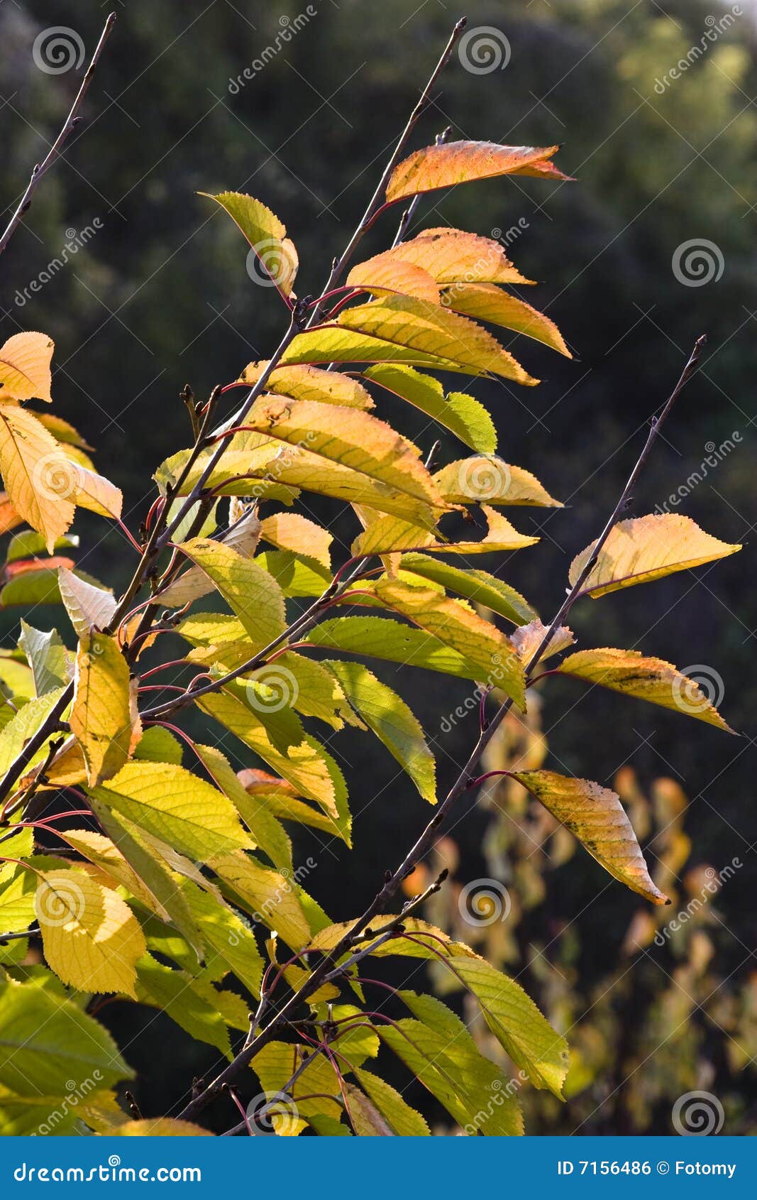 Colorful autumn flora stock photo. Image of decoration - 7156486