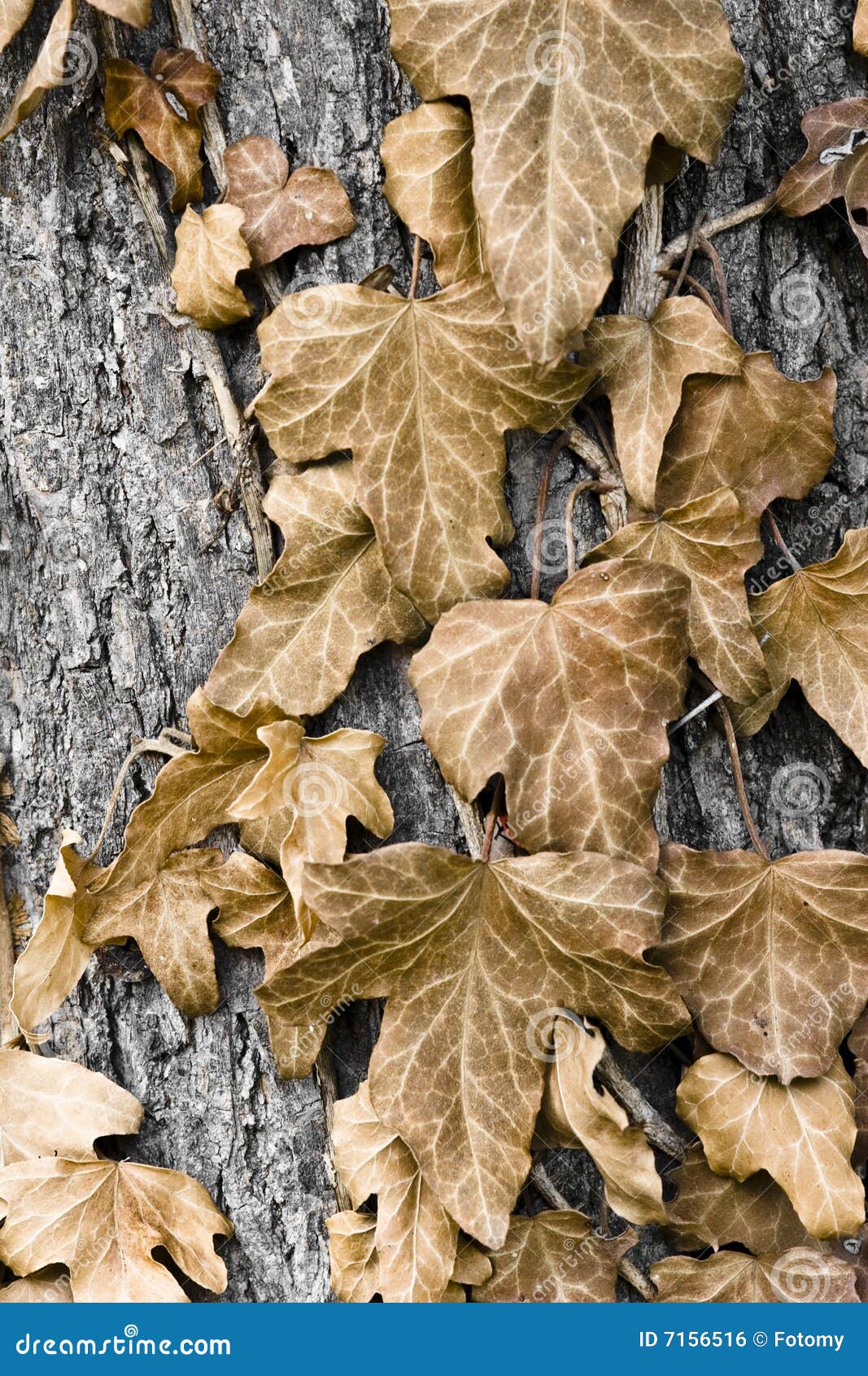 Colorful autumn flora stock photo. Image of land, plant - 7156516