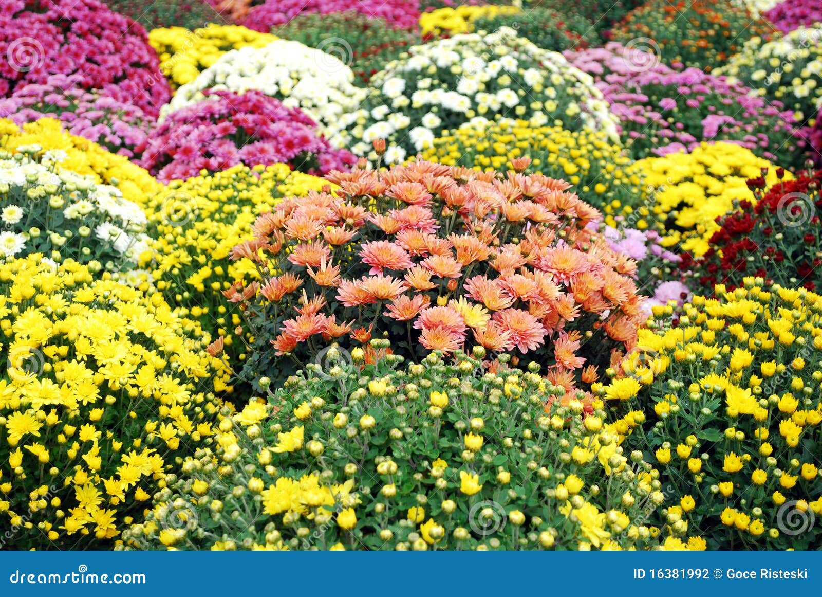 Colorful autumn flower stock photo. Image of chrysanthemum - 16381992