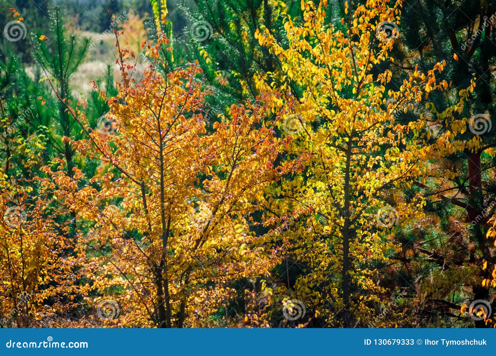 Colorful autumn foliage stock image. Image of orange - 130679333