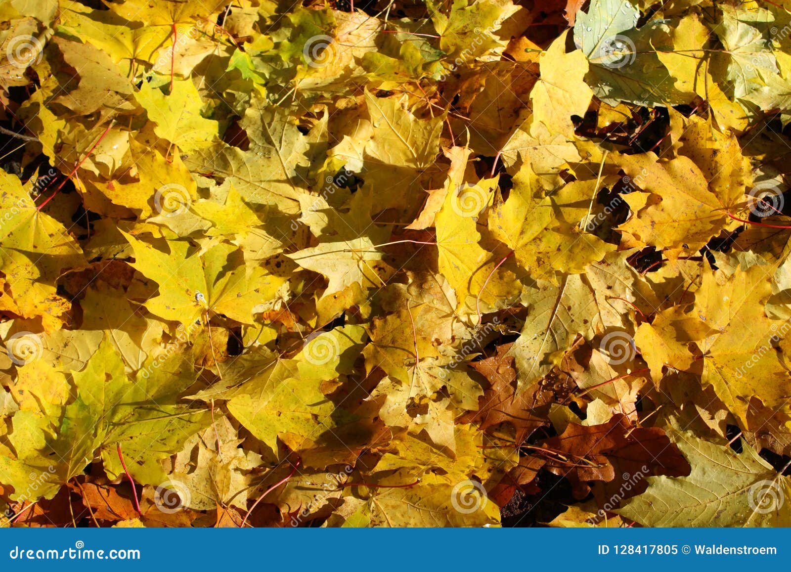 Colorful Autumn Foliage Background Texture Stock Image - Image of ...