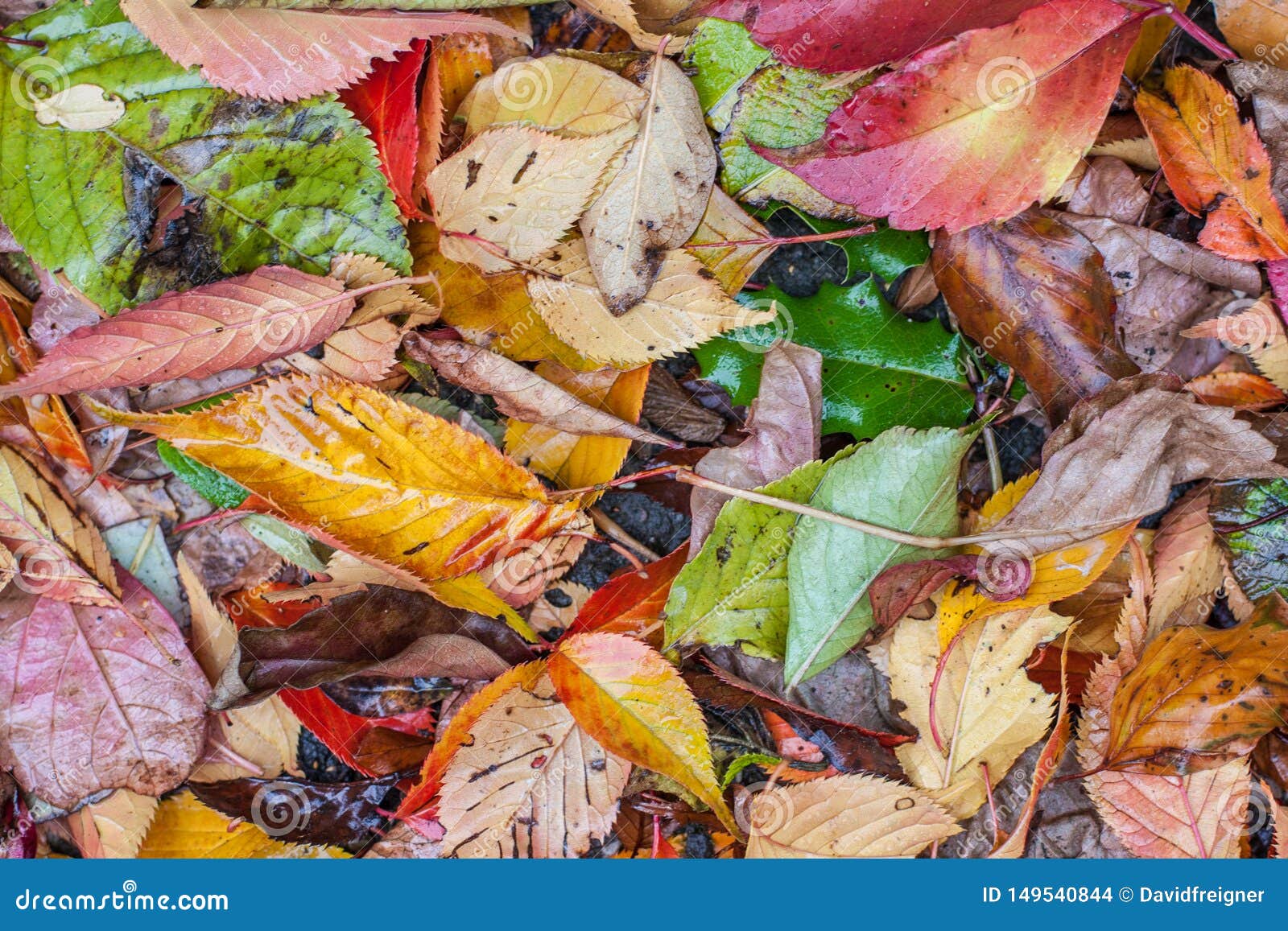 Colorful Autumn Foliage Lying on the Ground Stock Photo - Image of ...