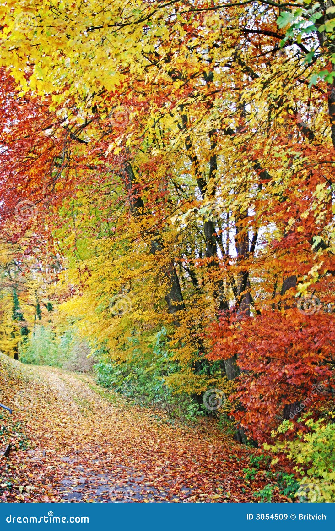 Colorful autumn forest stock image. Image of countryside - 3054509