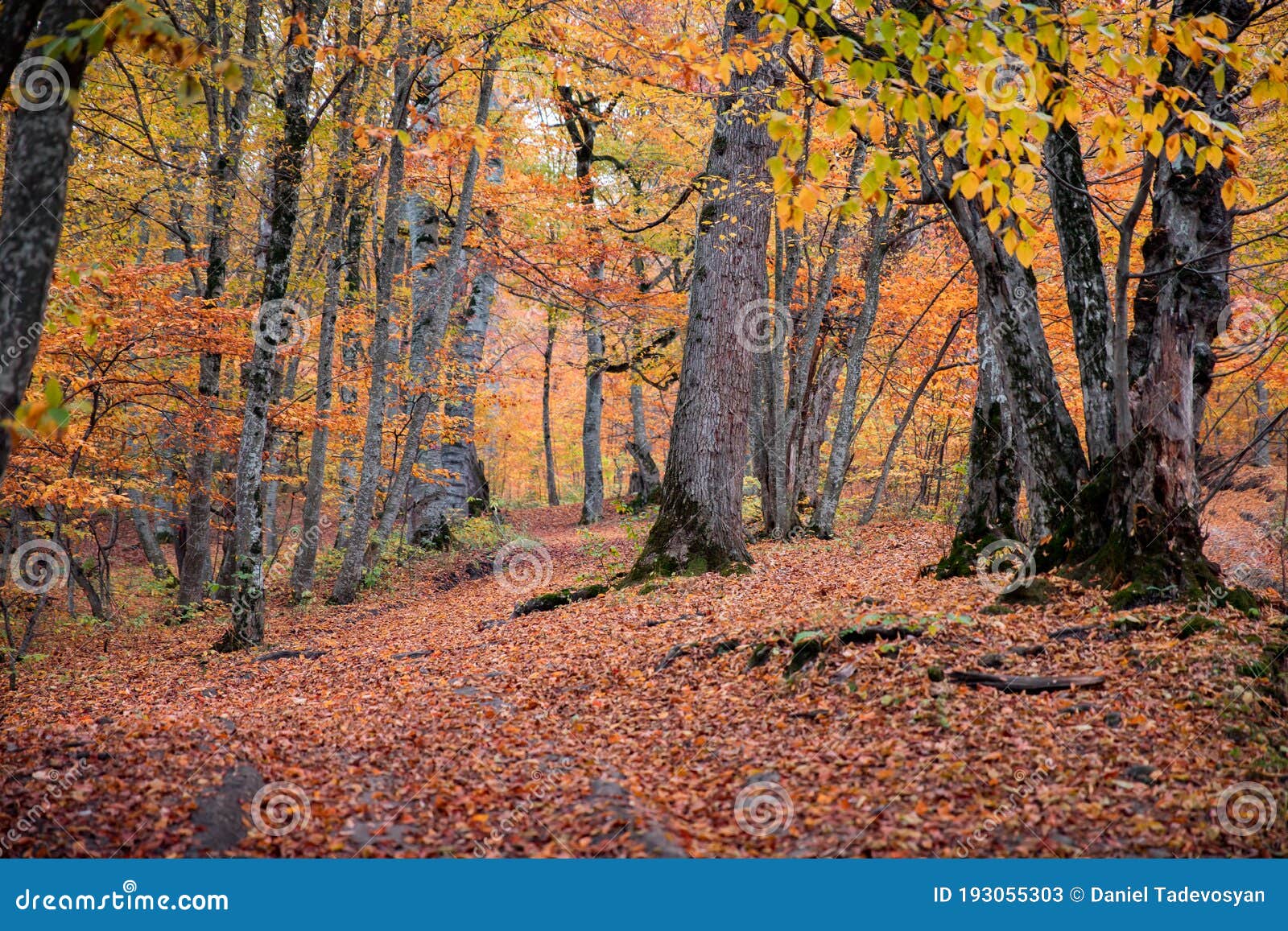 Colorful autumn forest stock image. Image of landscape - 193055303