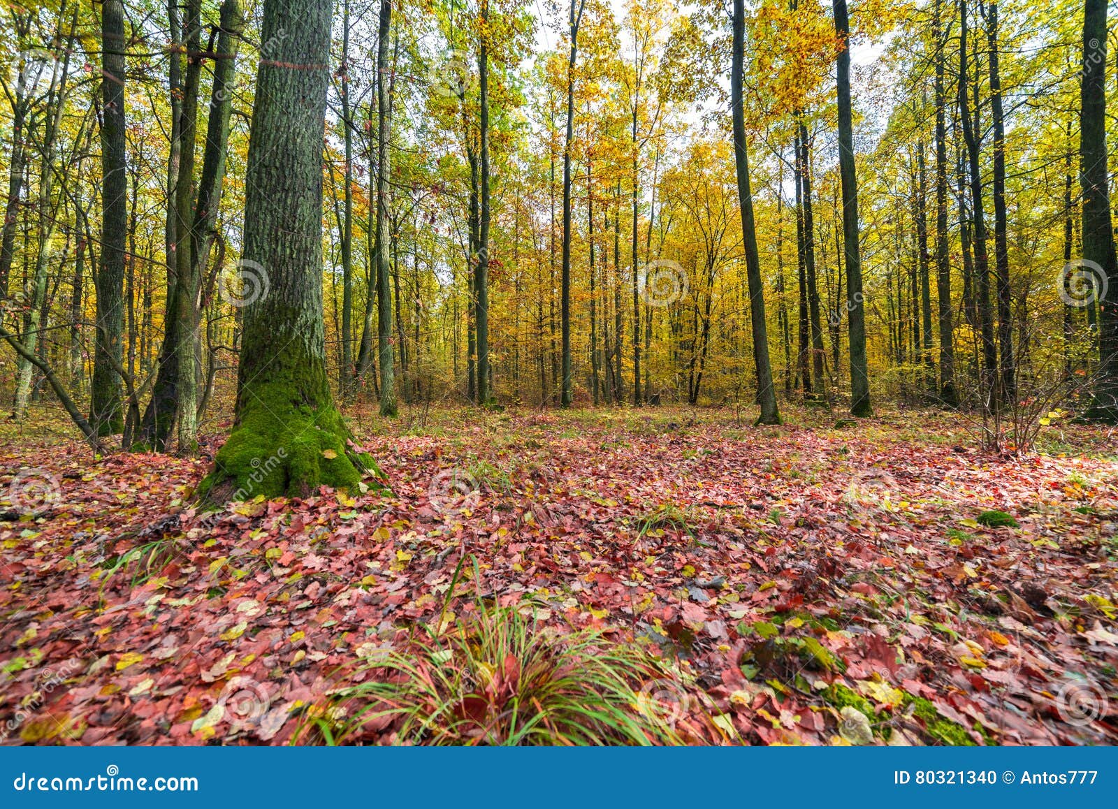 Colorful autumn forest stock photo. Image of color, boron - 80321340