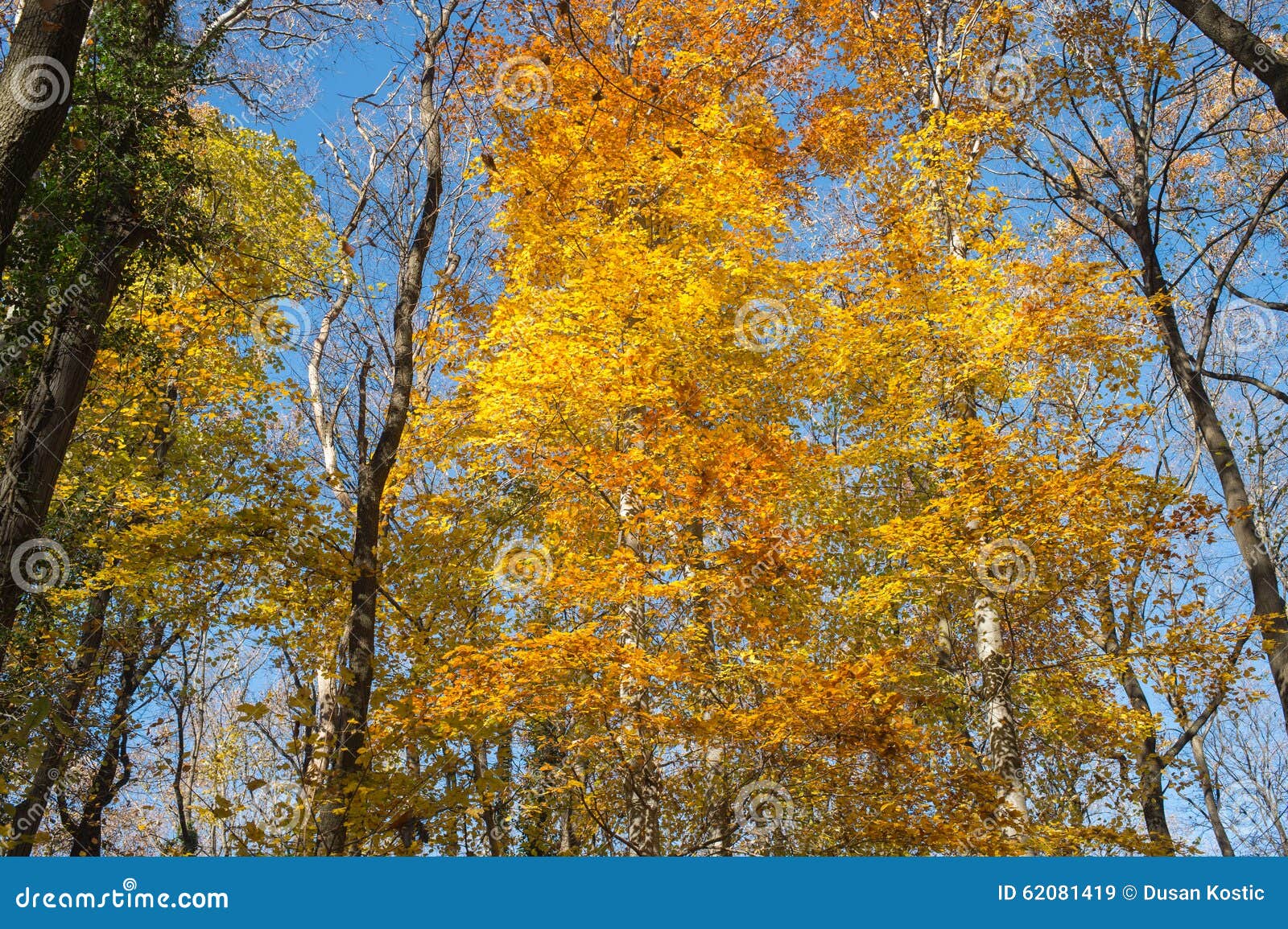 Colorful autumn forest stock image. Image of scene, composition - 62081419
