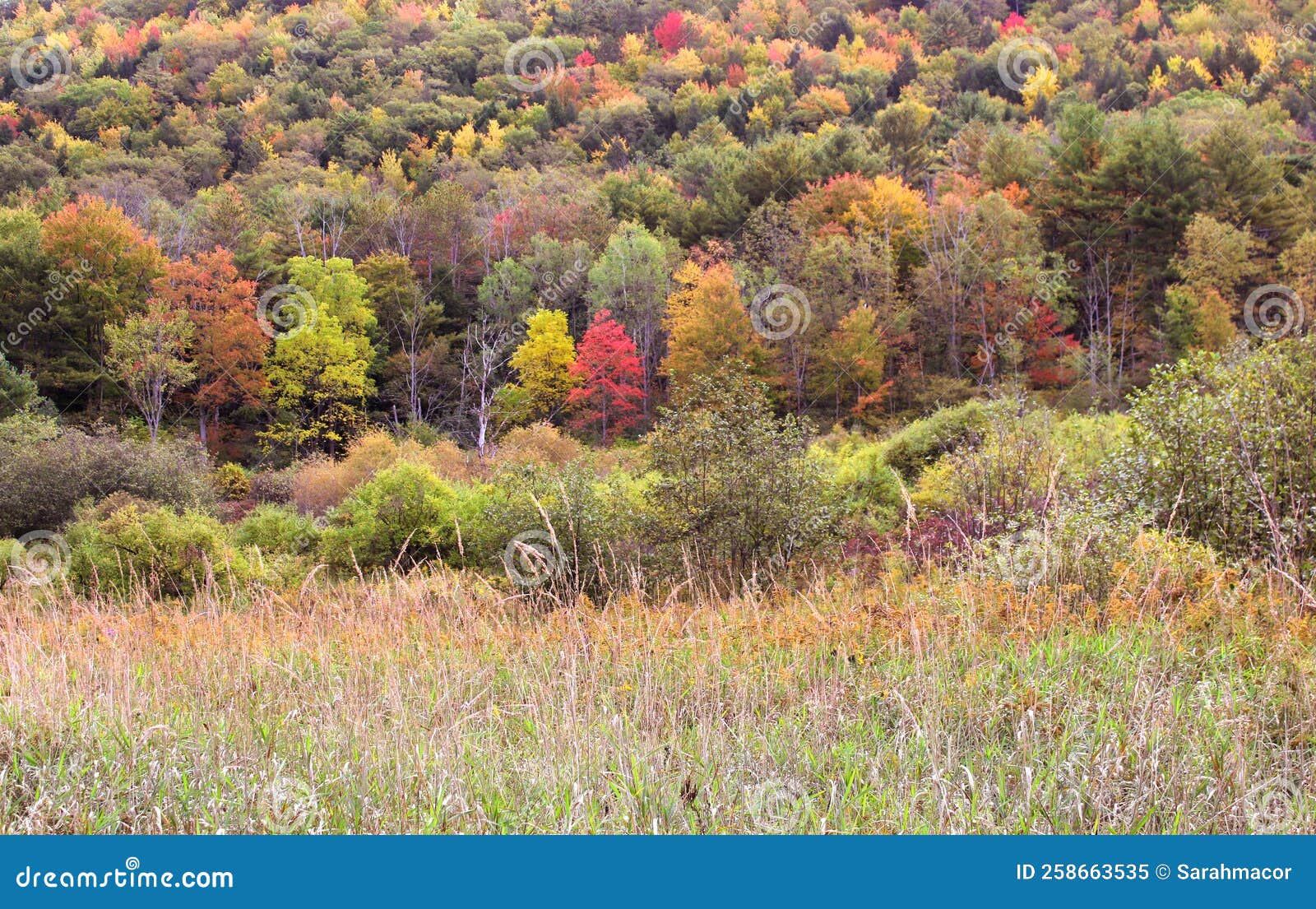 A Colorful Autumn Forest on a Hillside Stock Image - Image of colour ...