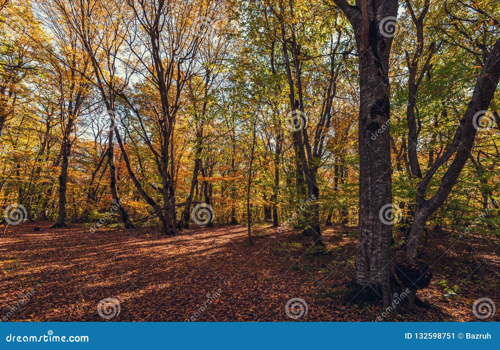 Colorful Autumn Forest Landscape Stock Image - Image of relaxation ...