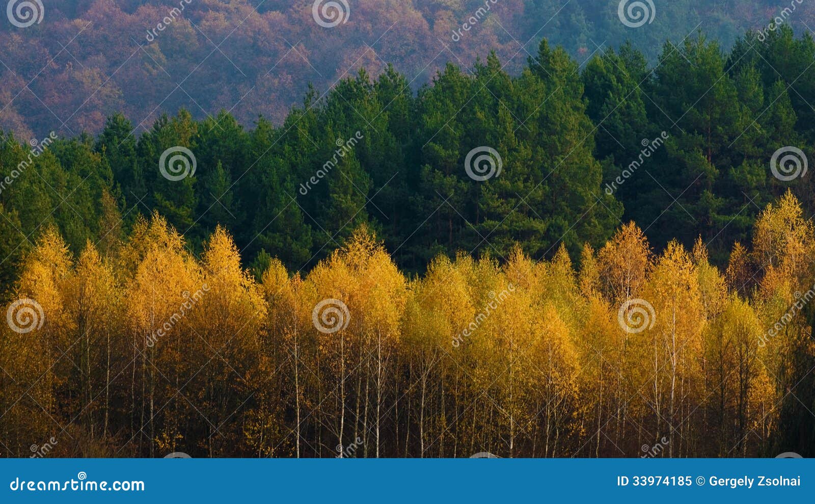 Colorful autumn forest stock image. Image of leaves, natural - 33974185