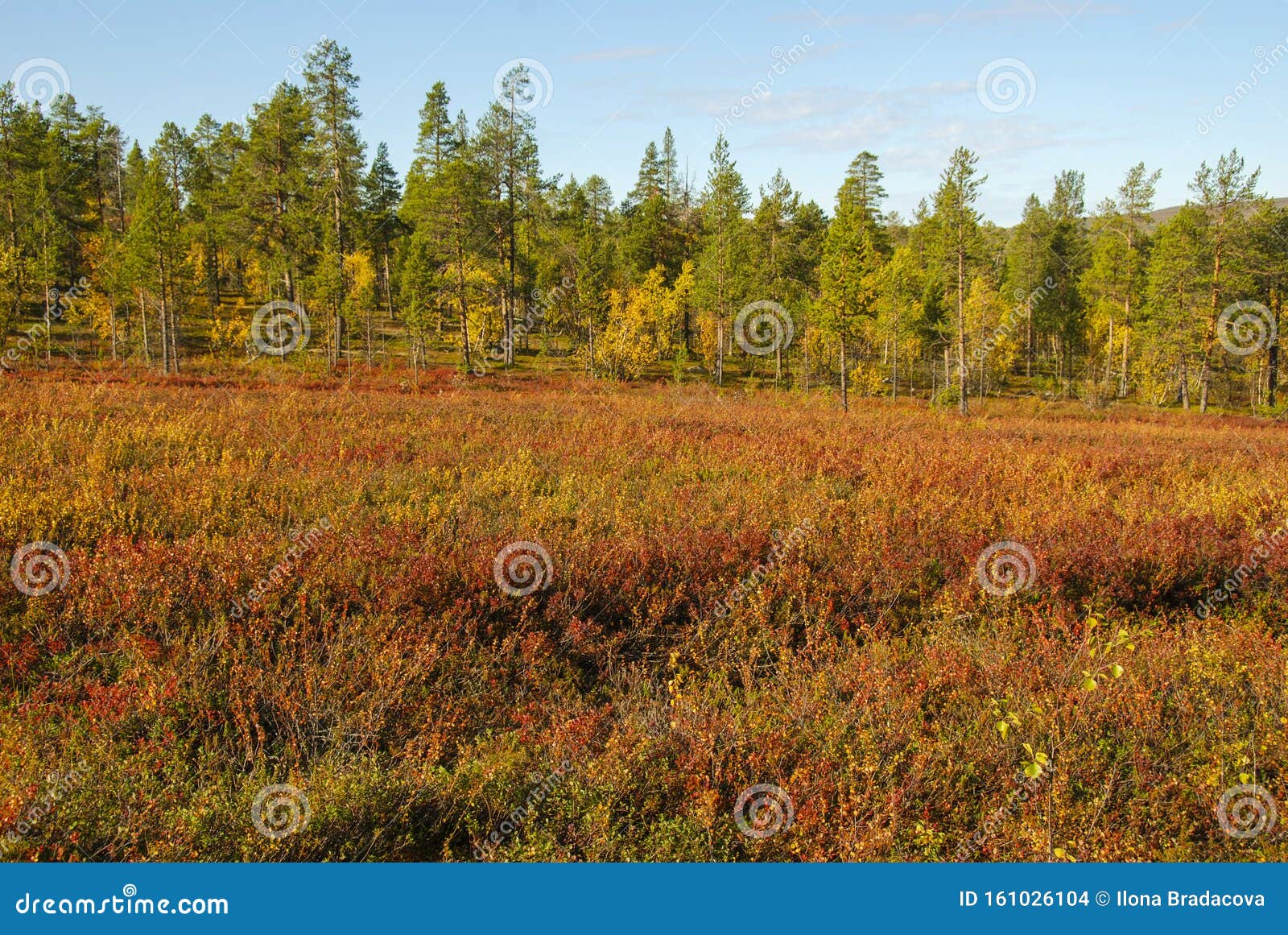 Autumn forest in Norway stock photo. Image of north - 161026104