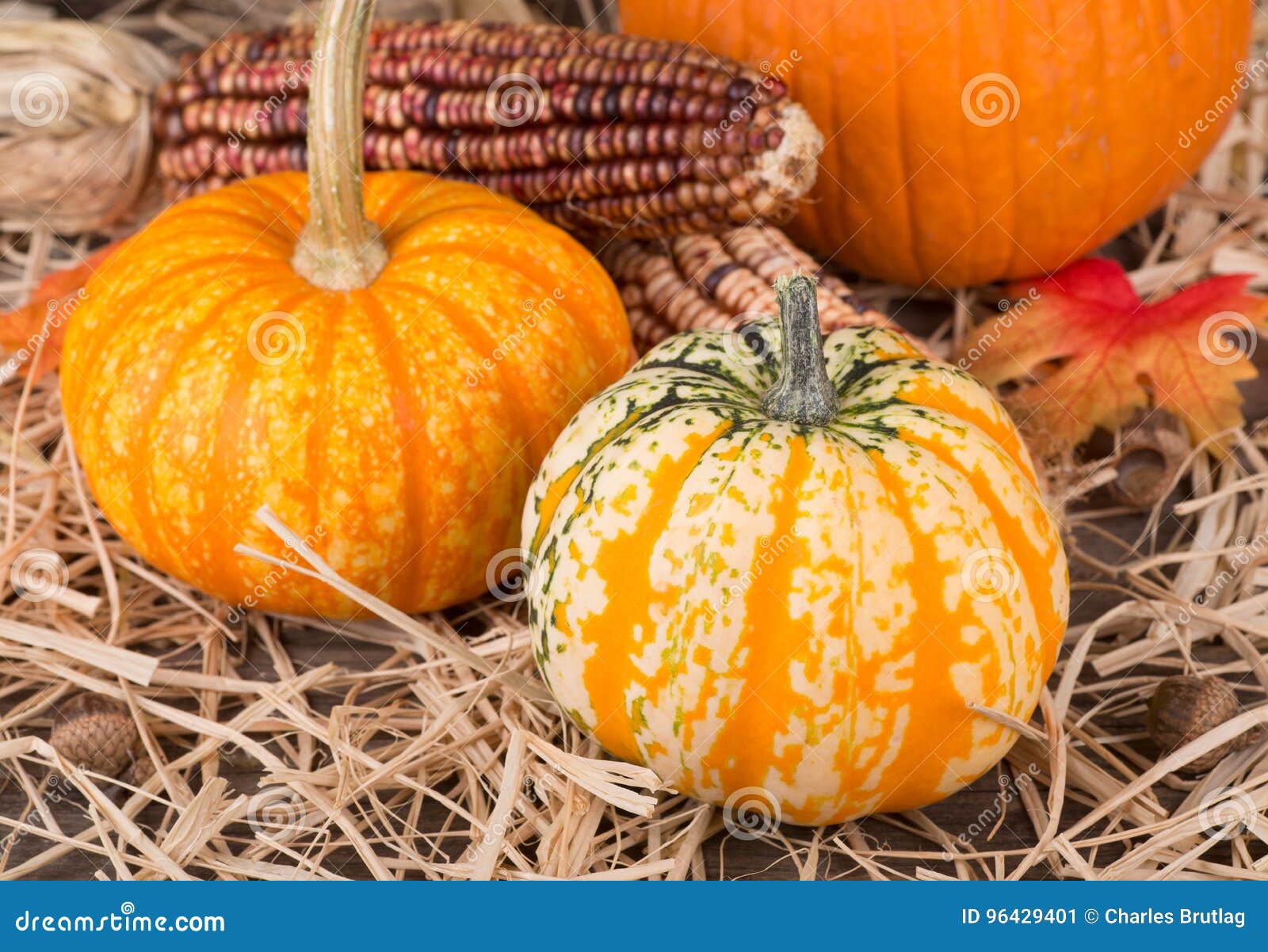 Colorful Autumn Gourds stock image. Image of fall, seasonal - 96429401