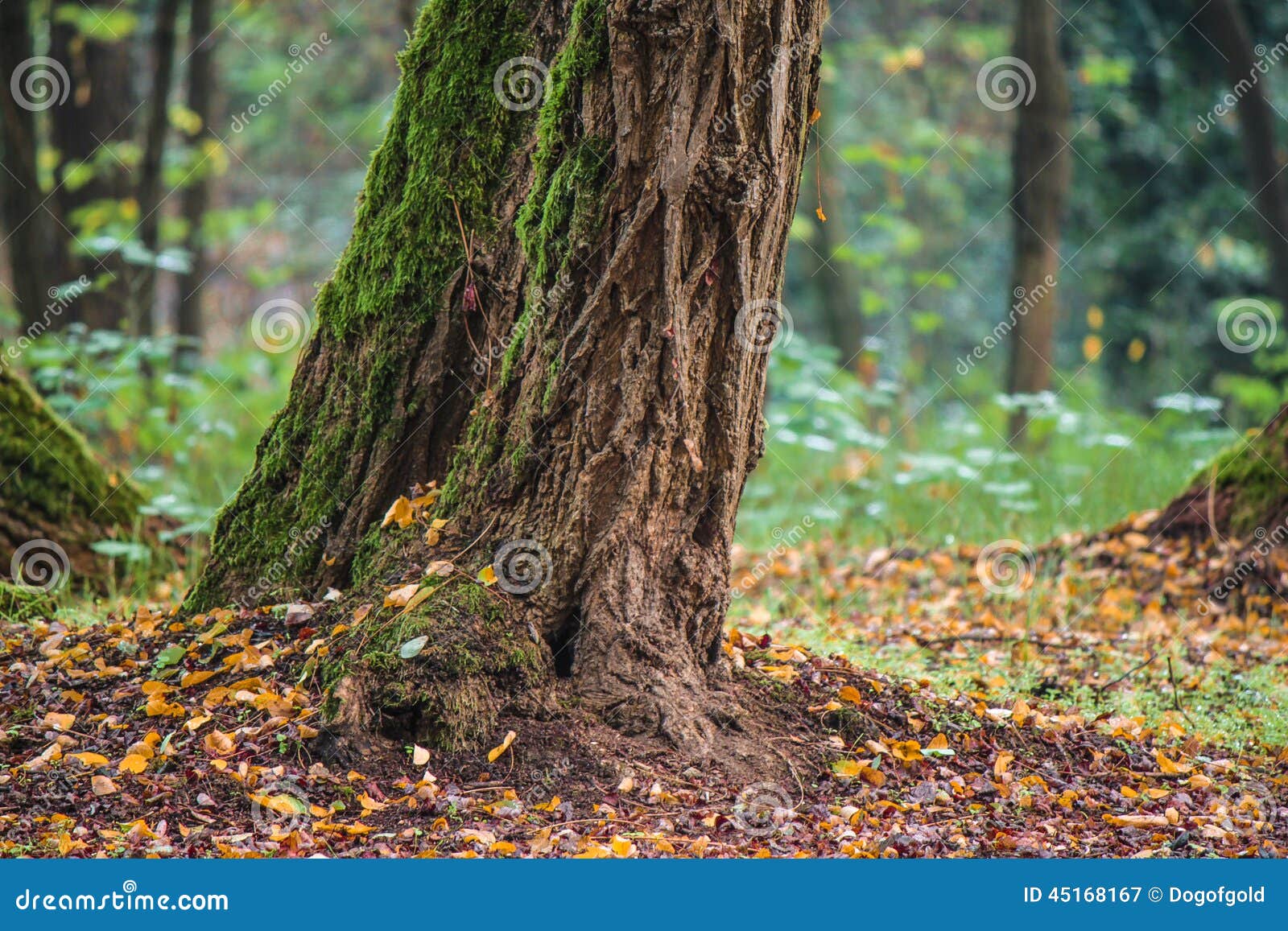 Colorful autumn stock image. Image of forests, miss, fallen - 45168167