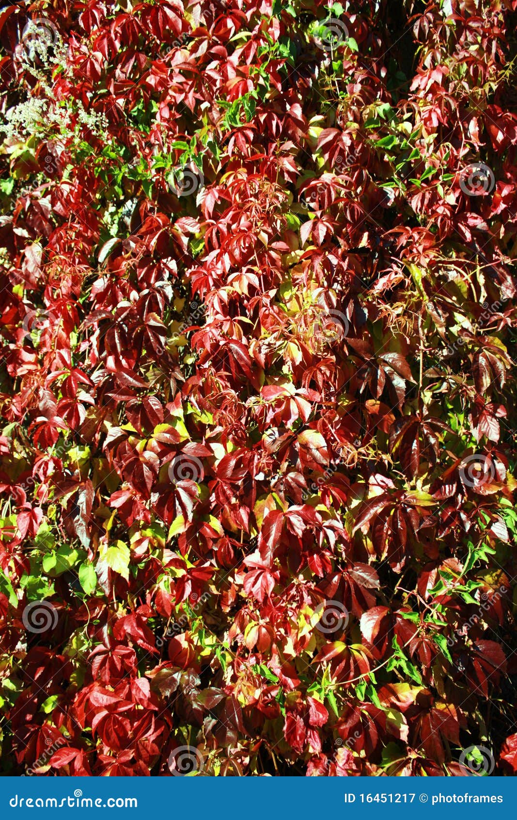 Colorful autumn ivy stock image. Image of botanical, cling - 16451217