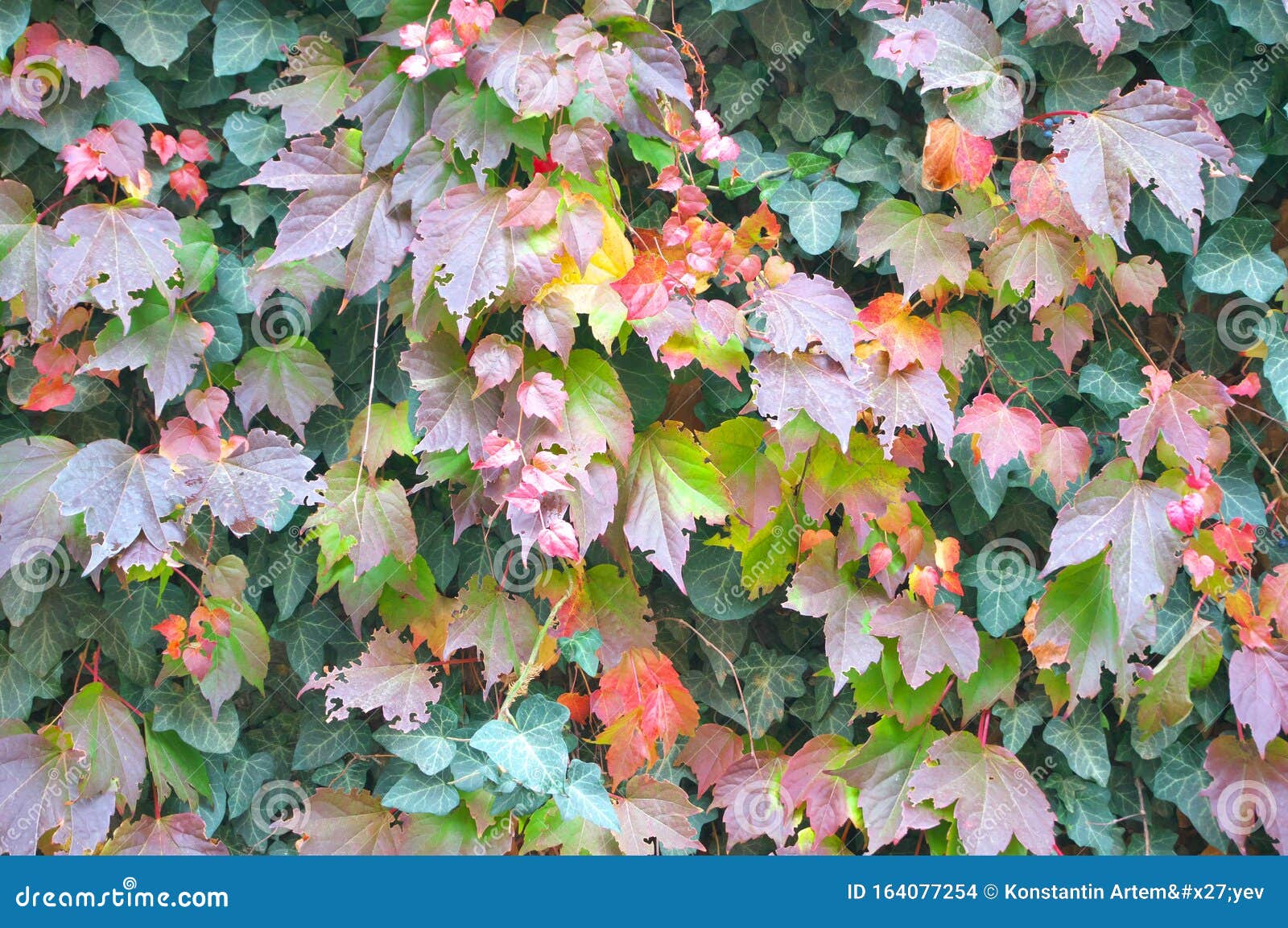 Colorful Autumn Ivy Leaves Background Pattern Stock Photo - Image of ...