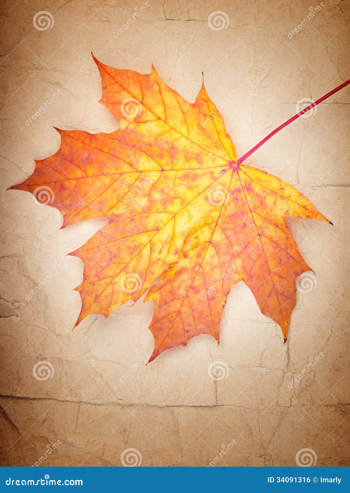 Colorful autumn leaf stock photo. Image of aged, paper - 34091316