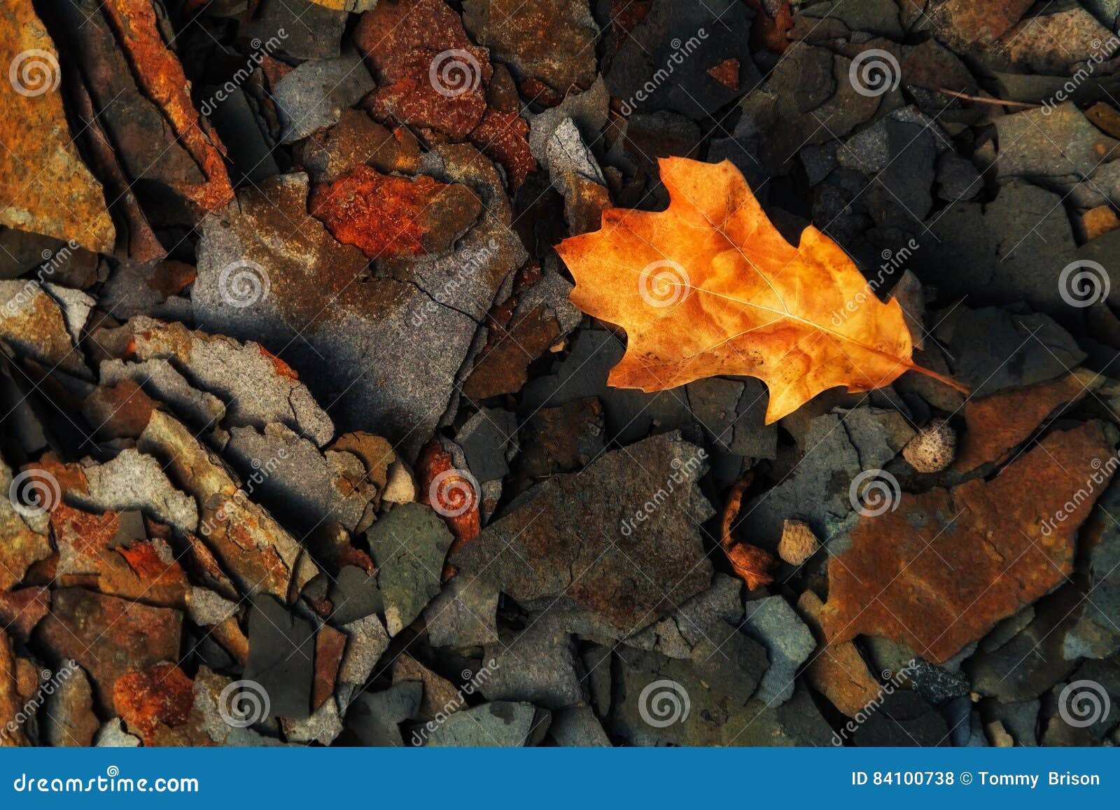 Colorful Autumn Leaf on Shale Stock Photo - Image of layers, background ...