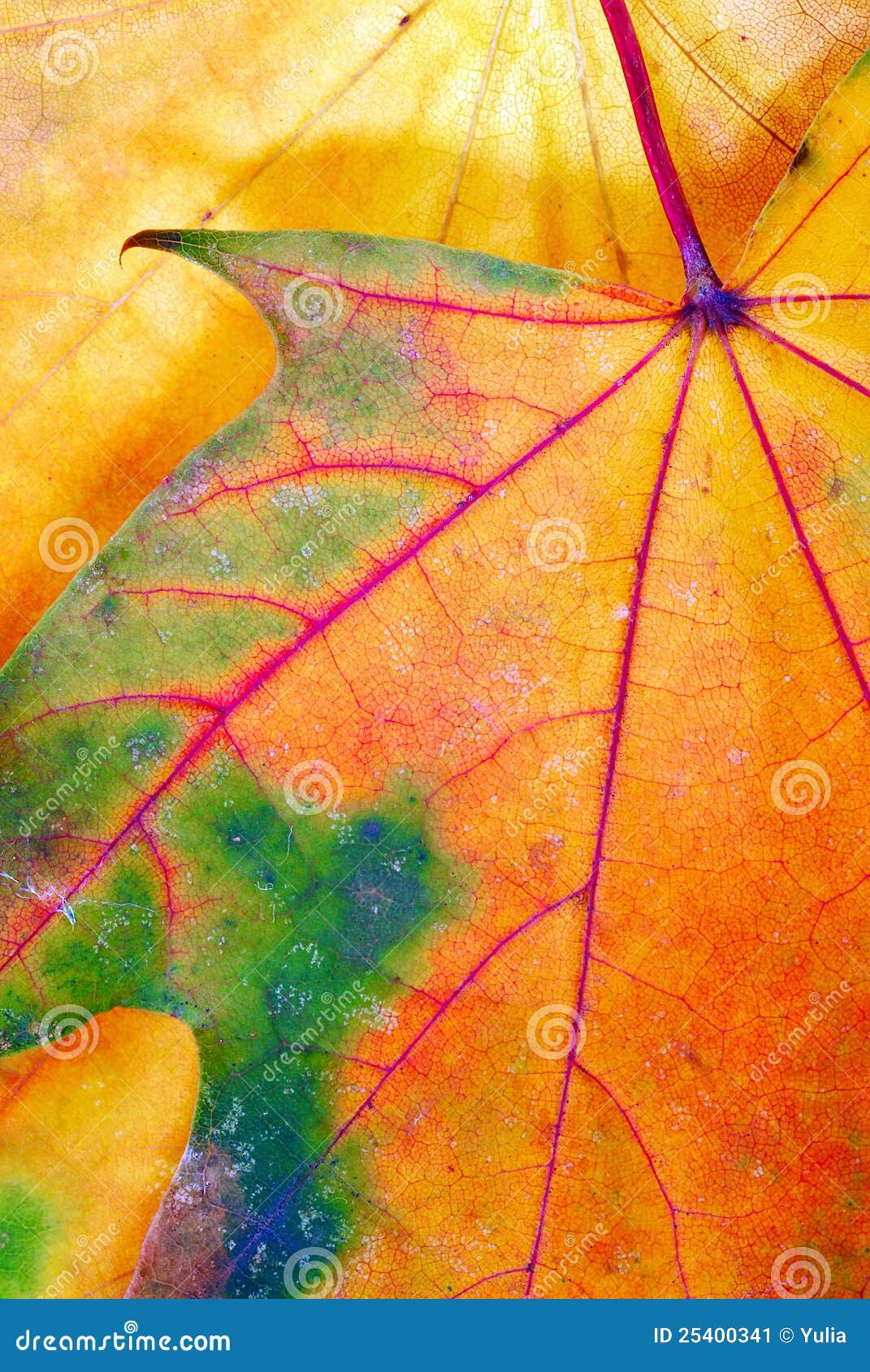 Colorful Autumn Leaf Texture Stock Image - Image of leaf, seasonal ...