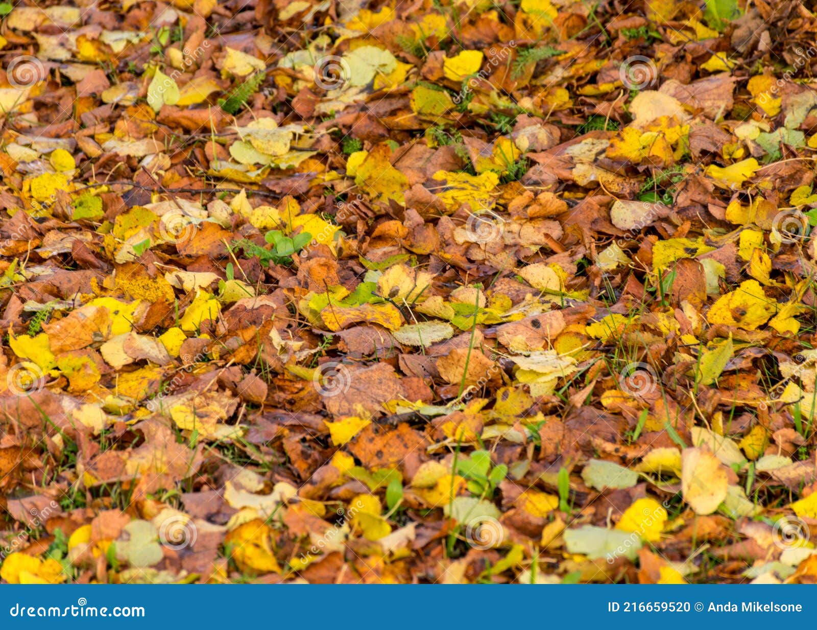 Colorful Autumn Leaf Texture, Suitable for Background Stock Photo ...