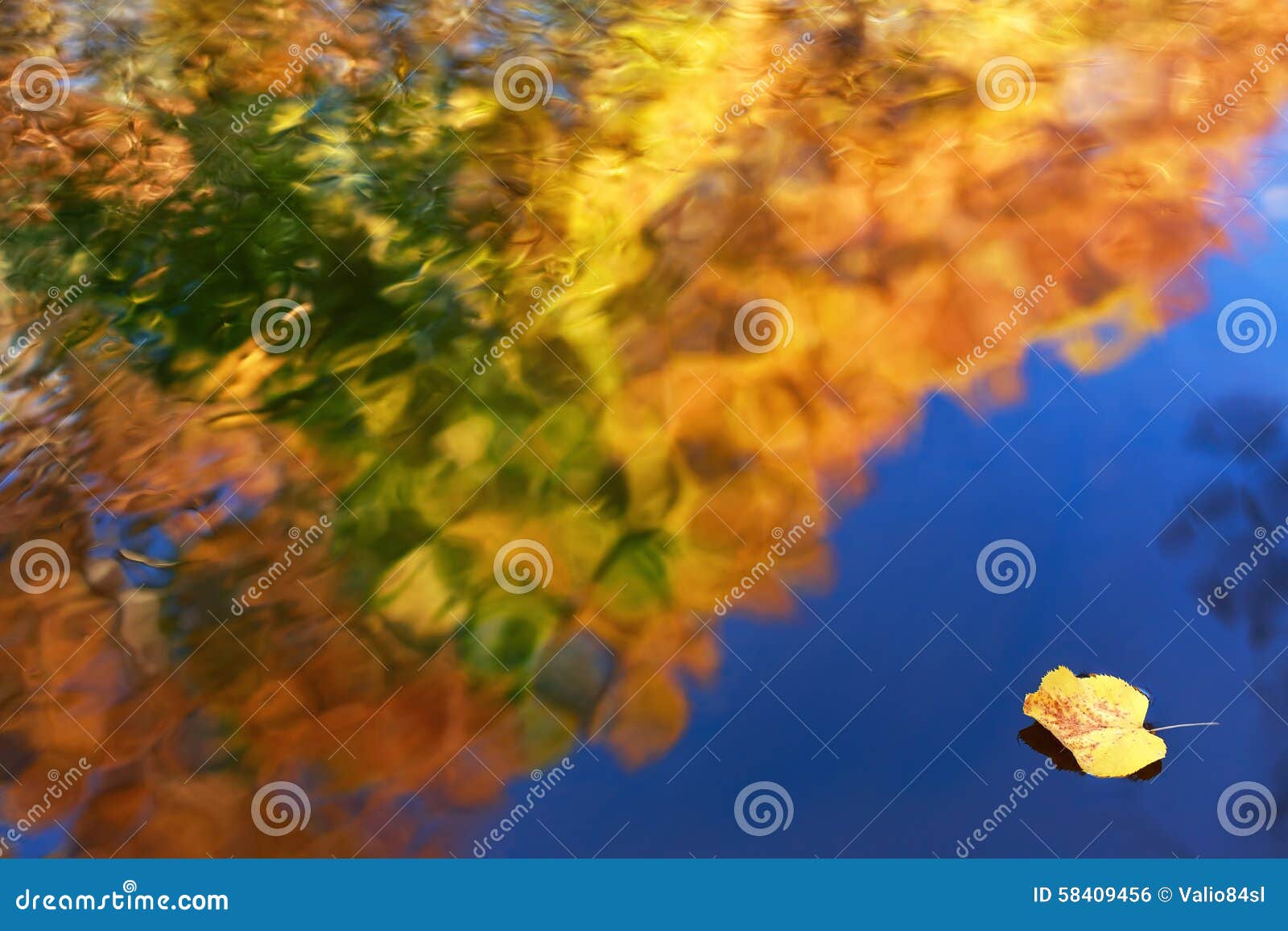 Colorful Autumn Leaf on Water Stock Photo - Image of park, colorful ...