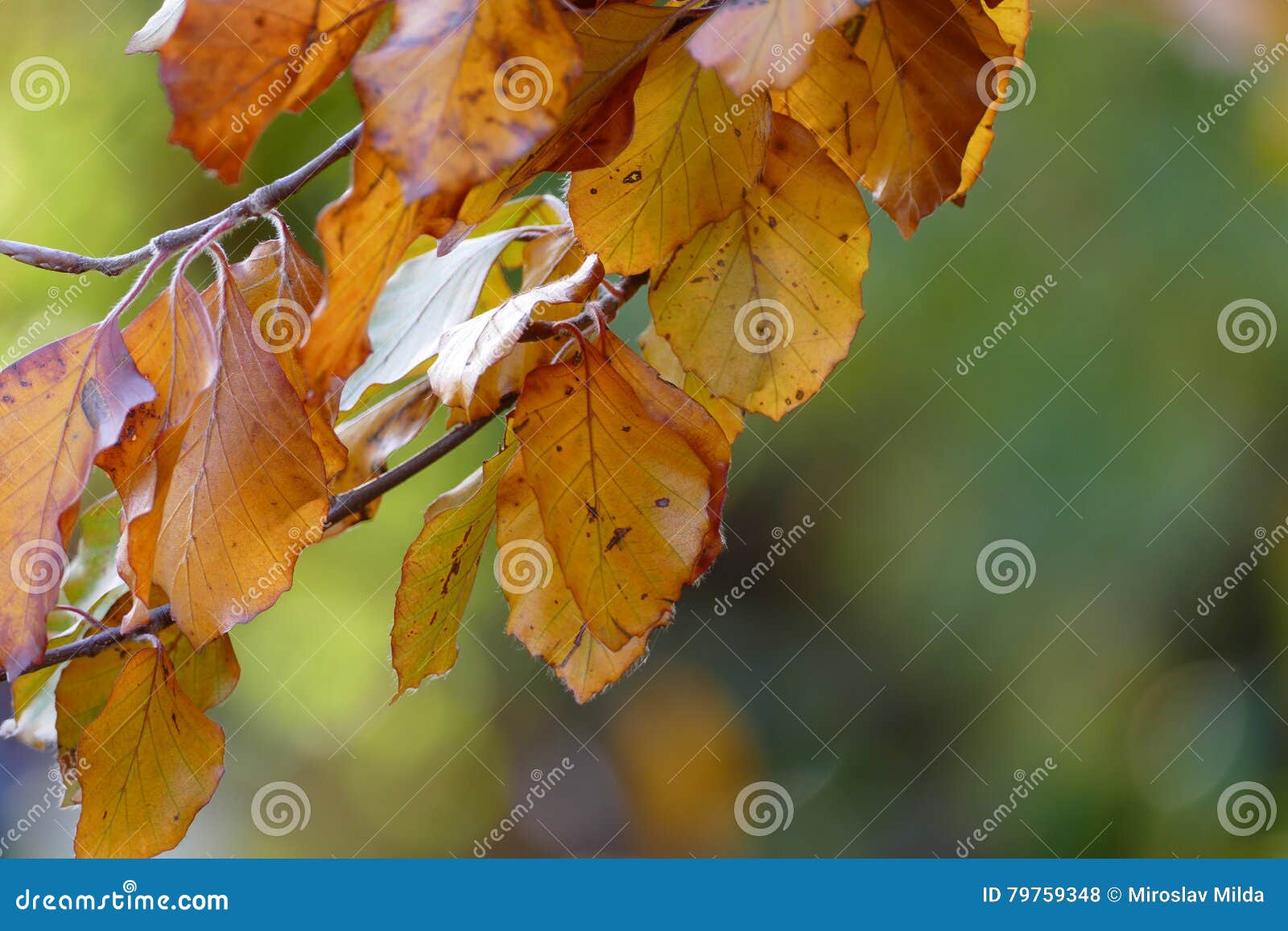 Colorful Autumn Leafs on Twig Stock Photo - Image of fall, leafs: 79759348