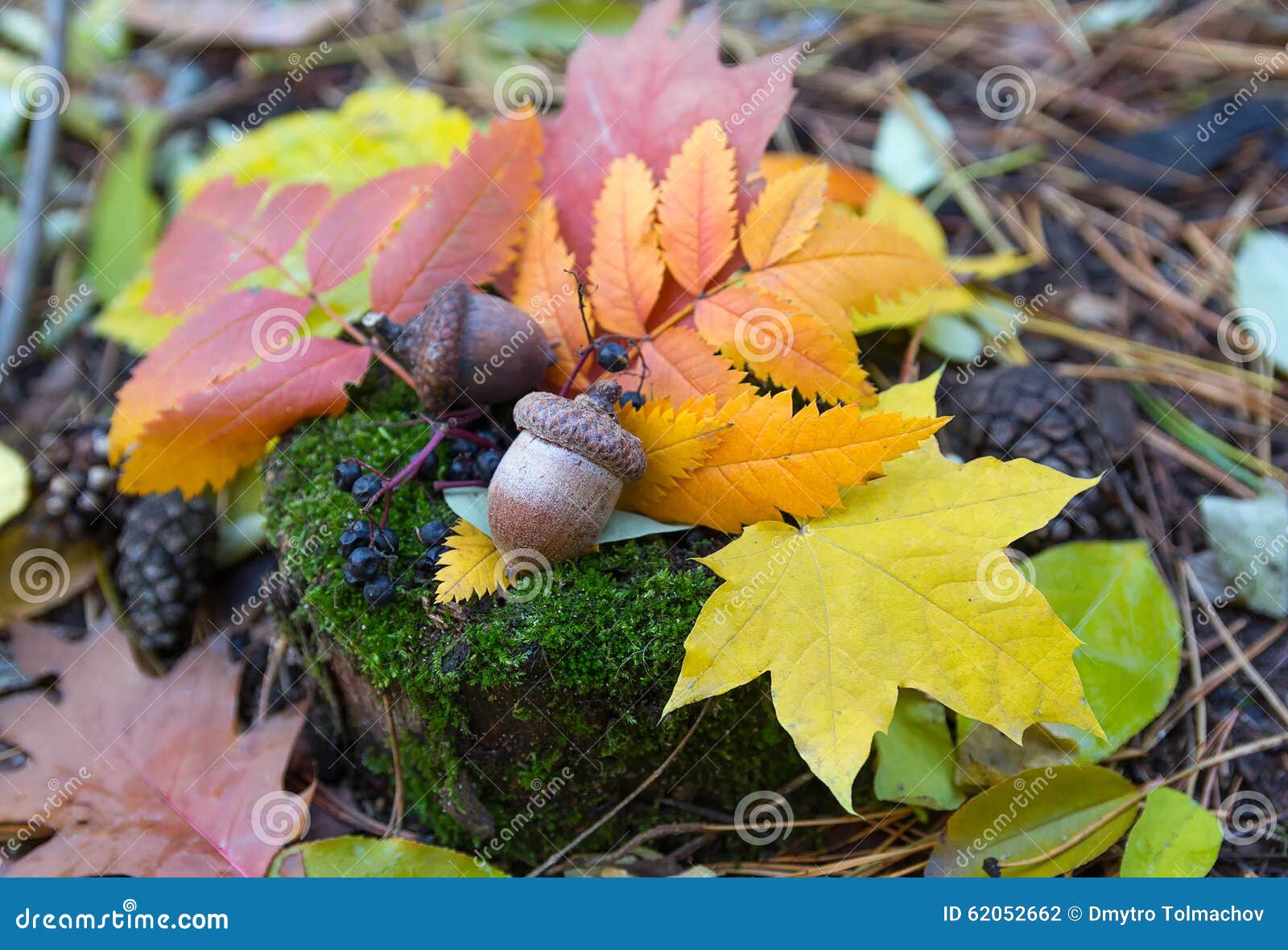 Colorful Autumn Leaves and Acorns Stock Photo - Image of berries ...